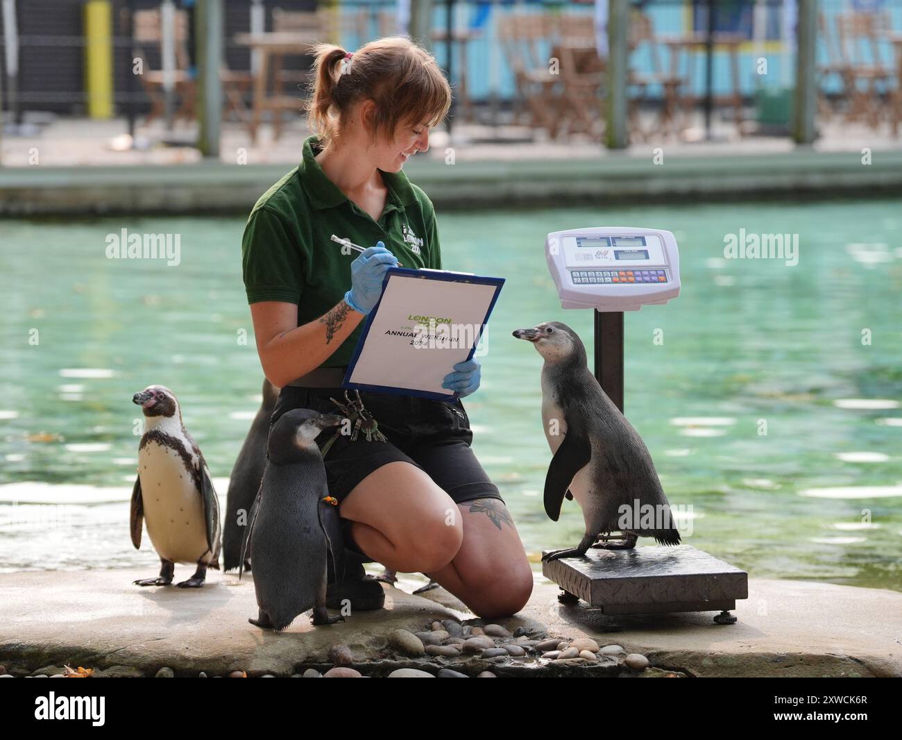 Penguin keeper, Jess Ray weighs Humboldt penguins during the annual ...