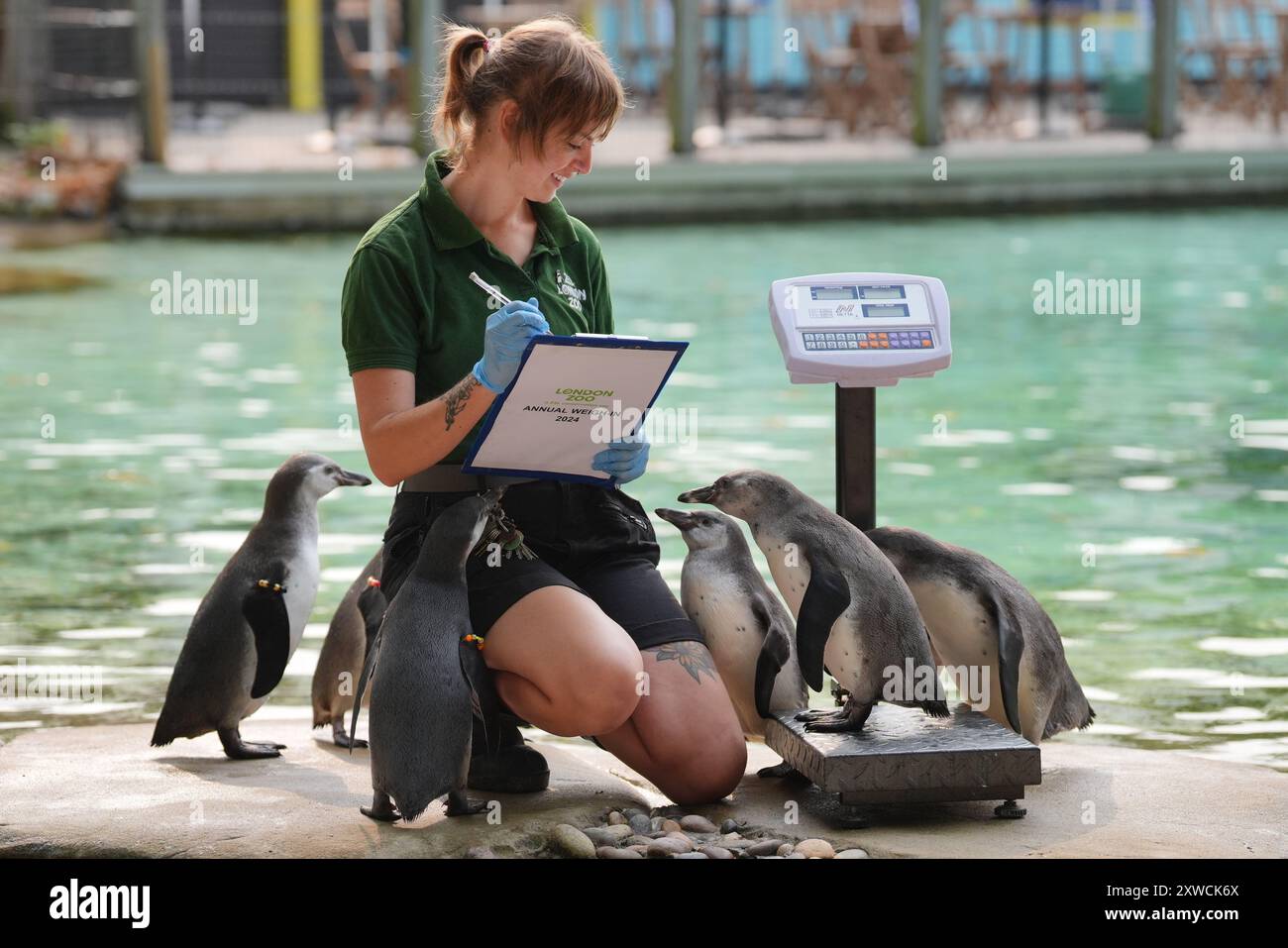 Penguin keeper, Jess Ray weighs Humboldt penguins during the annual ...