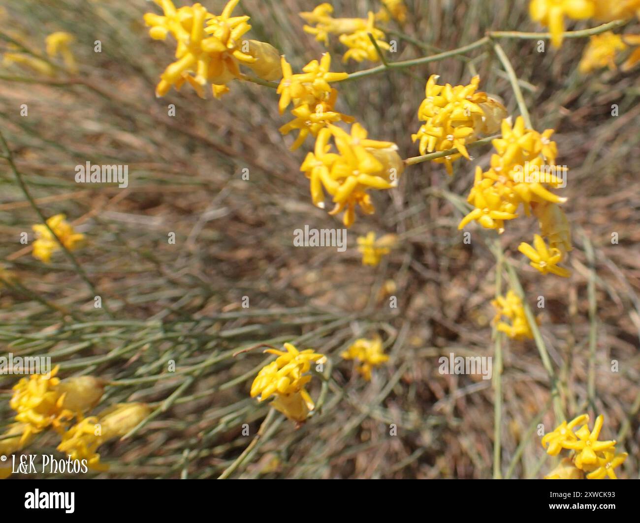 Summer Curryflower (Lasiosiphon polycephalus) Plantae Stock Photo - Alamy