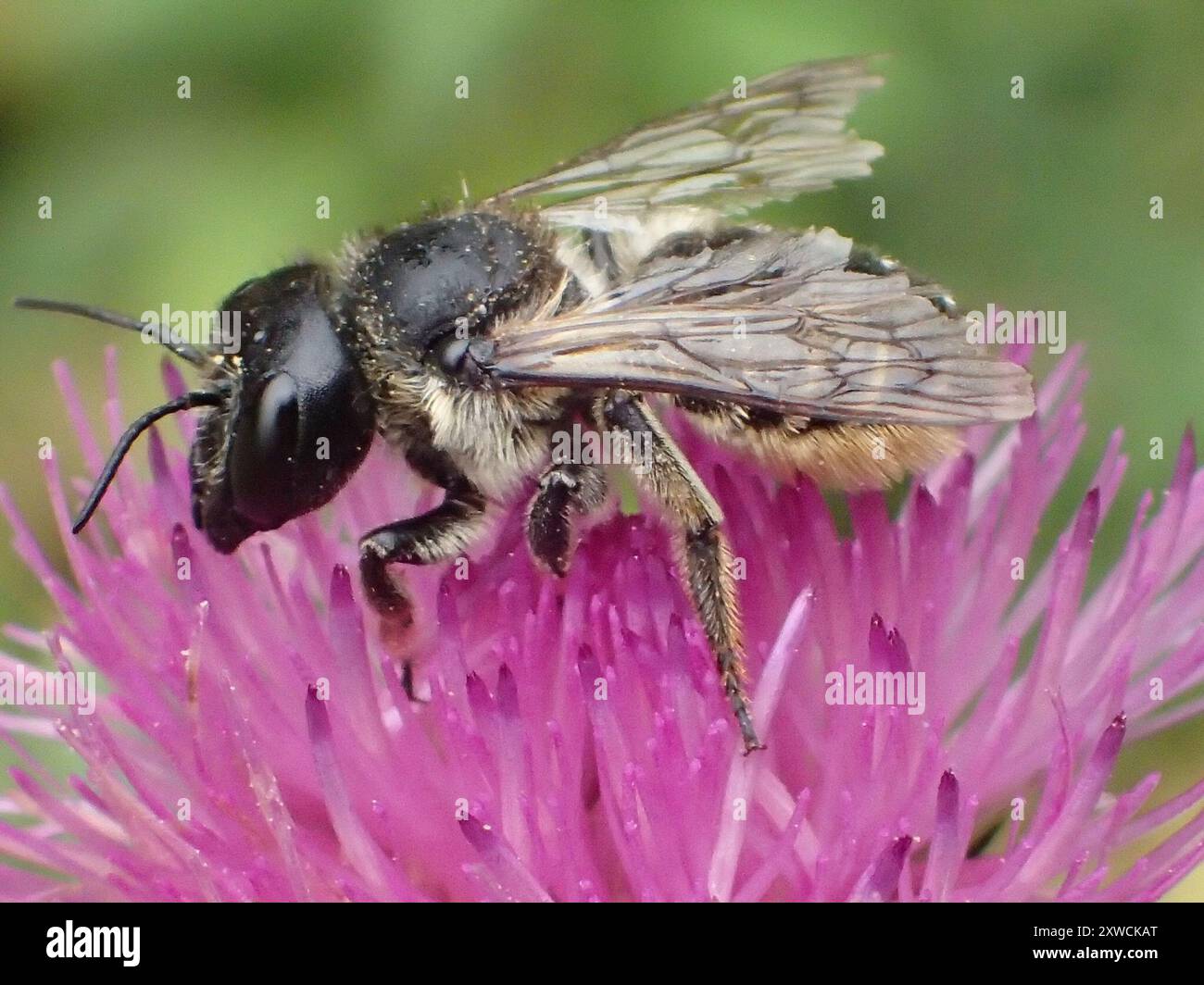 Megachile inermis hi-res stock photography and images - Alamy