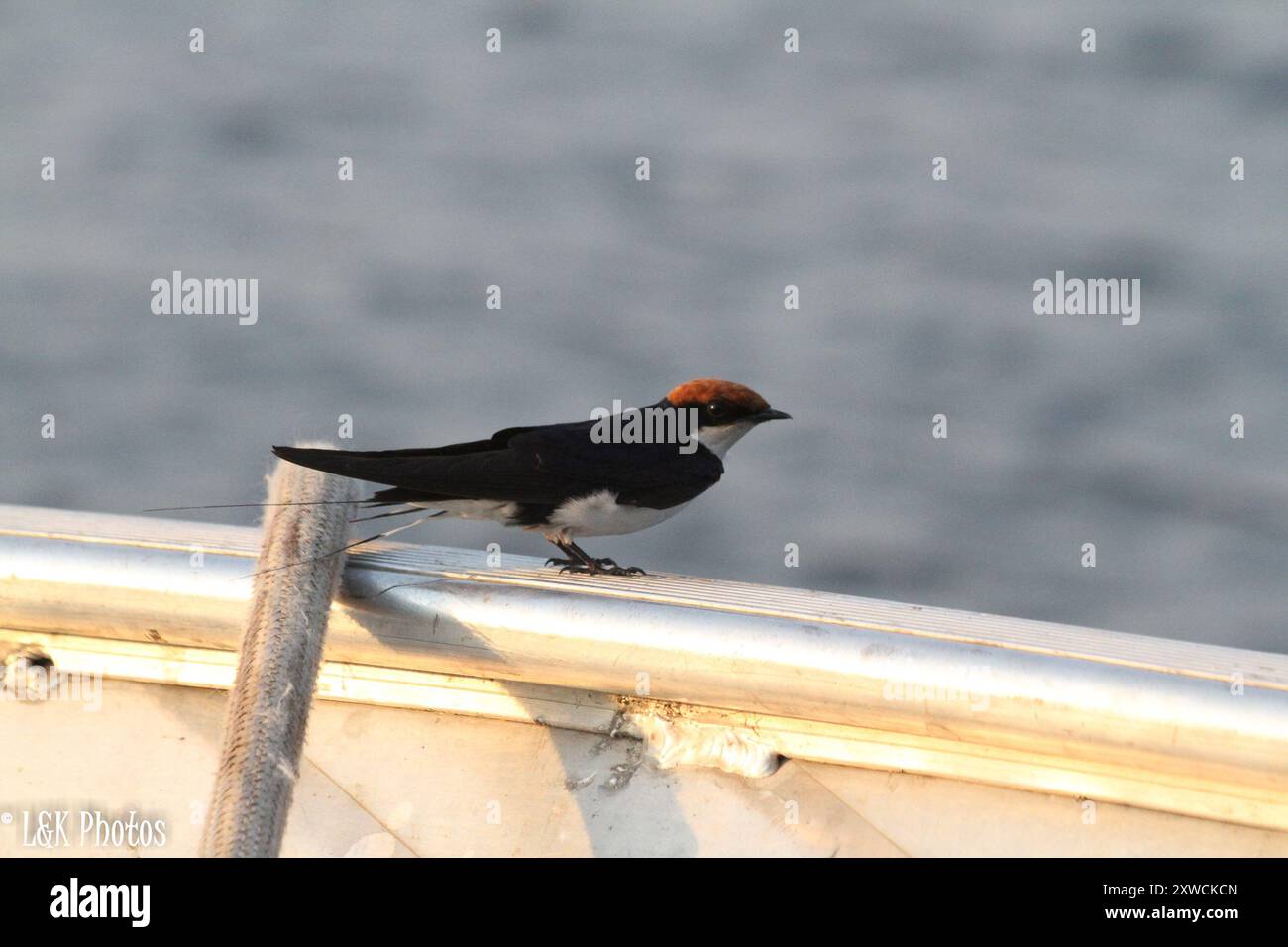 Wire-tailed Swallow (Hirundo smithii) Aves Stock Photo - Alamy