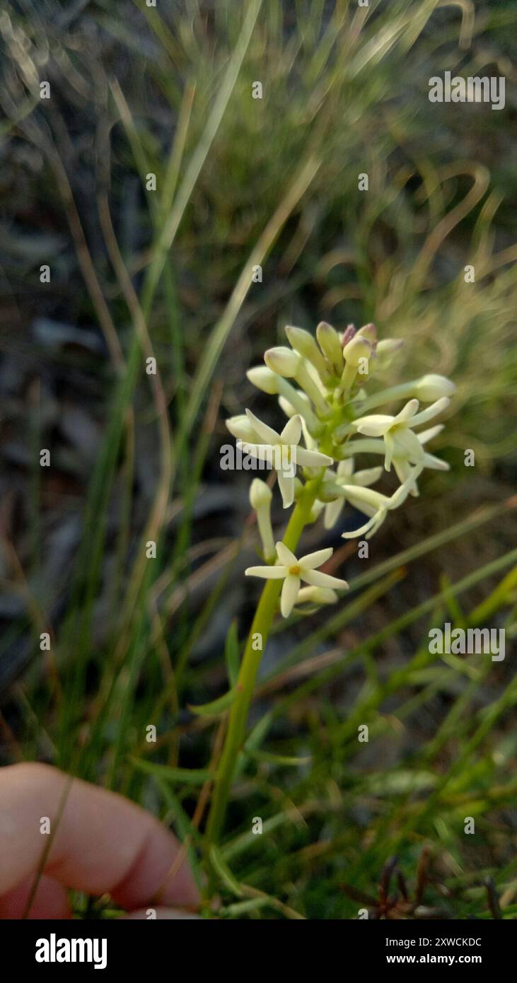 Creamy Candles (Stackhousia monogyna) Plantae Stock Photo - Alamy