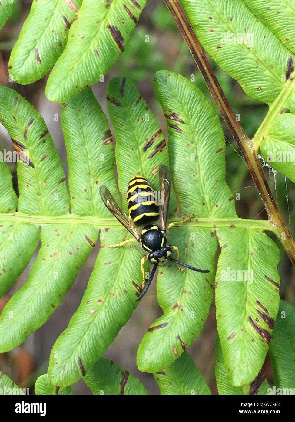 Common Aerial Yellowjacket (Dolichovespula arenaria) Insecta Stock ...
