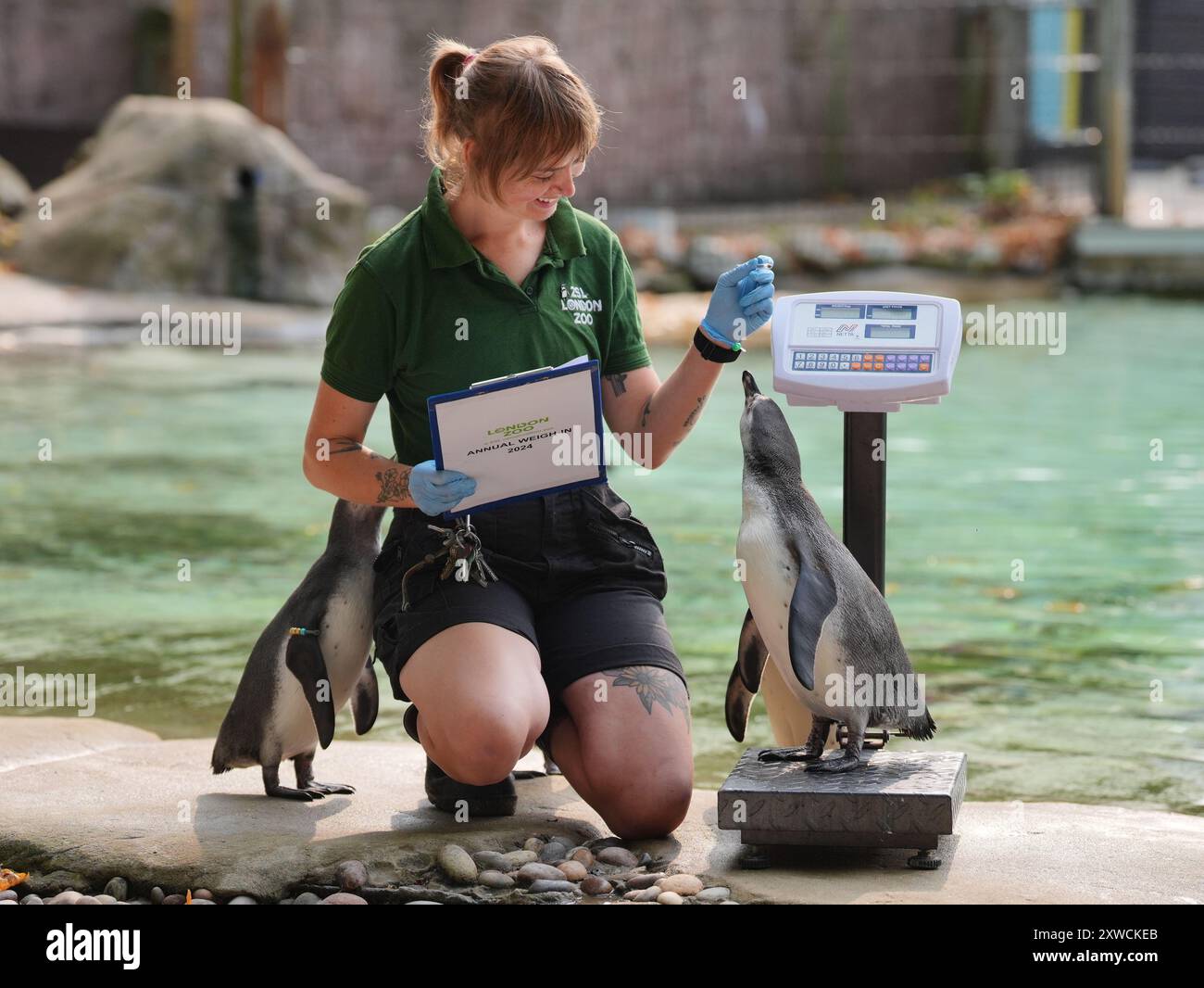 Penguin keeper, Jess Ray weighs Humboldt penguins during the annual ...