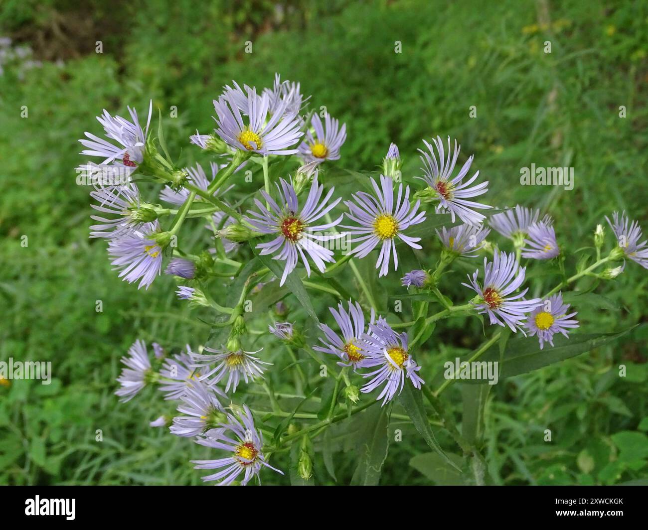 swamp aster (Symphyotrichum puniceum) Plantae Stock Photo - Alamy