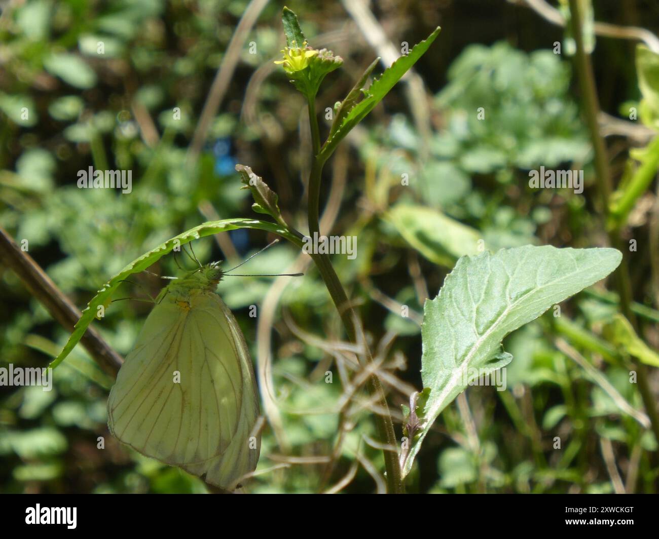 Diverse-leaf Yellowcress (Rorippa indica) Plantae Stock Photo - Alamy
