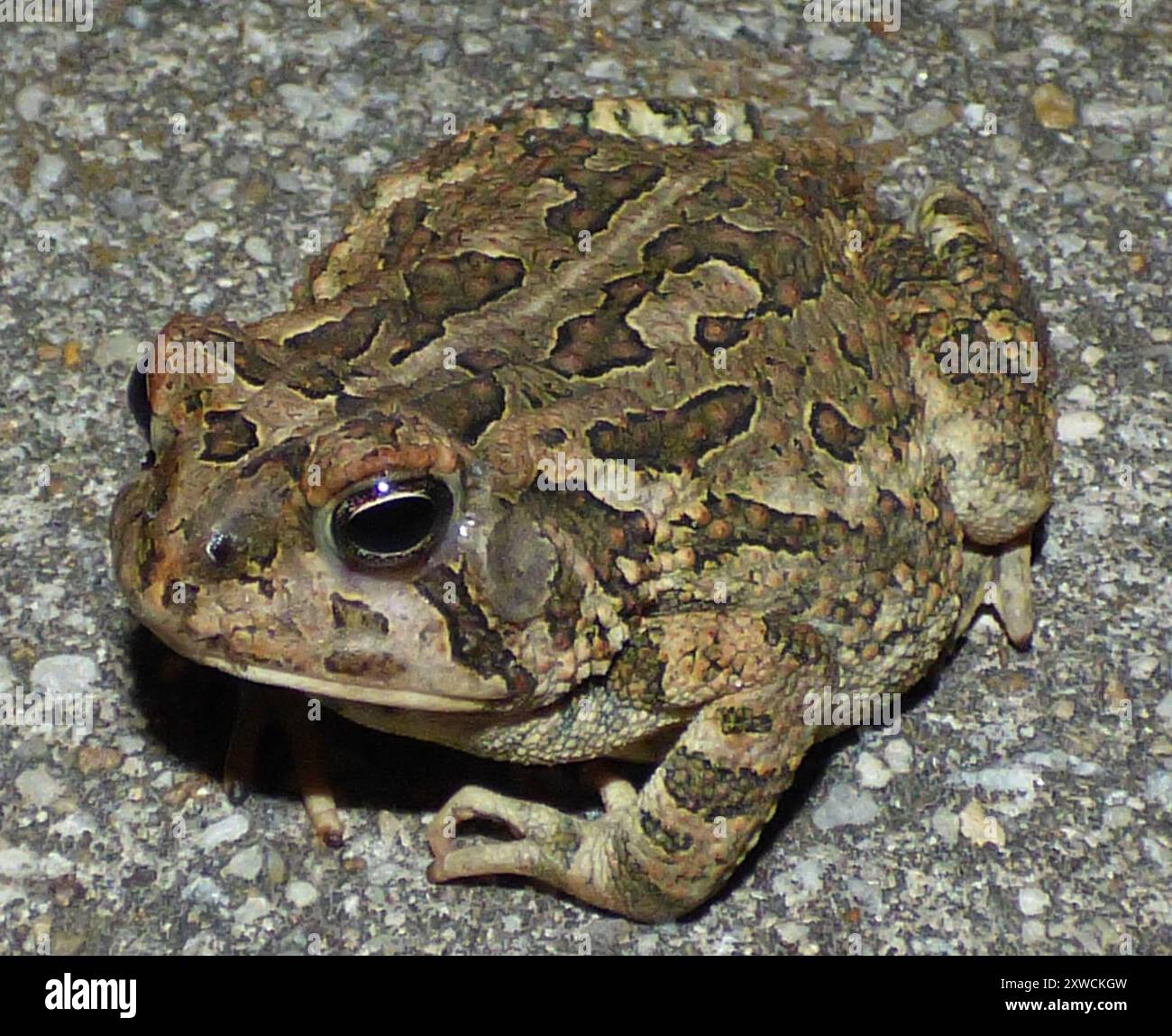 Fowler's Toad (Anaxyrus fowleri) Amphibia Stock Photo - Alamy