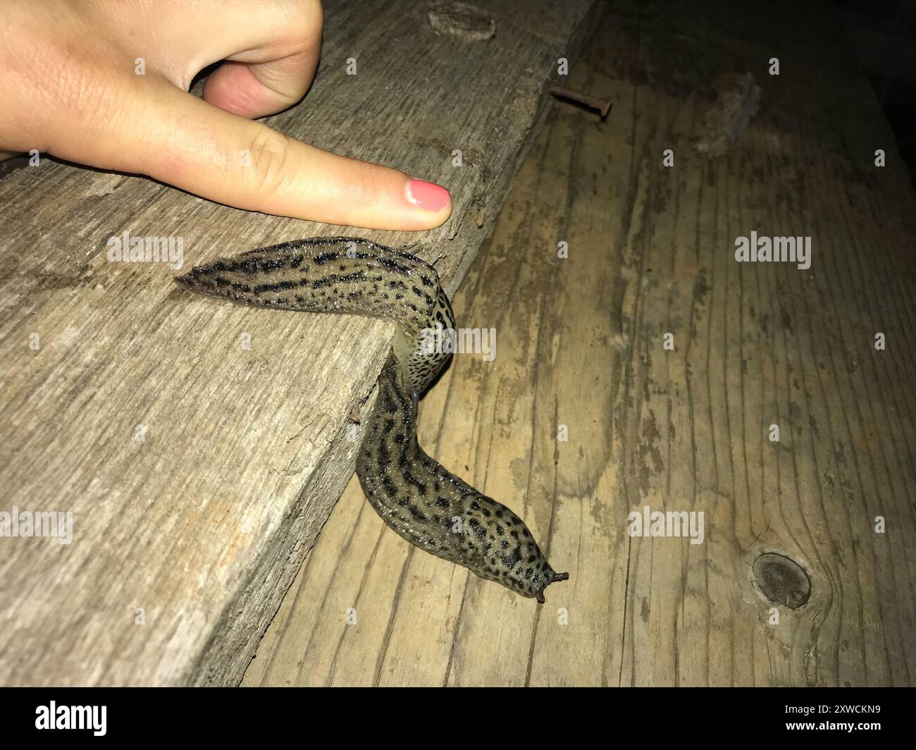 Leopard Slug (Limax maximus) Mollusca Stock Photo - Alamy