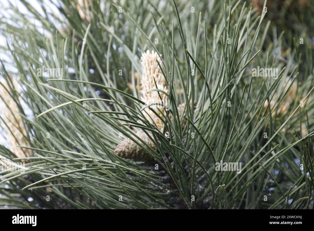 black pine (Pinus nigra) Plantae Stock Photo - Alamy