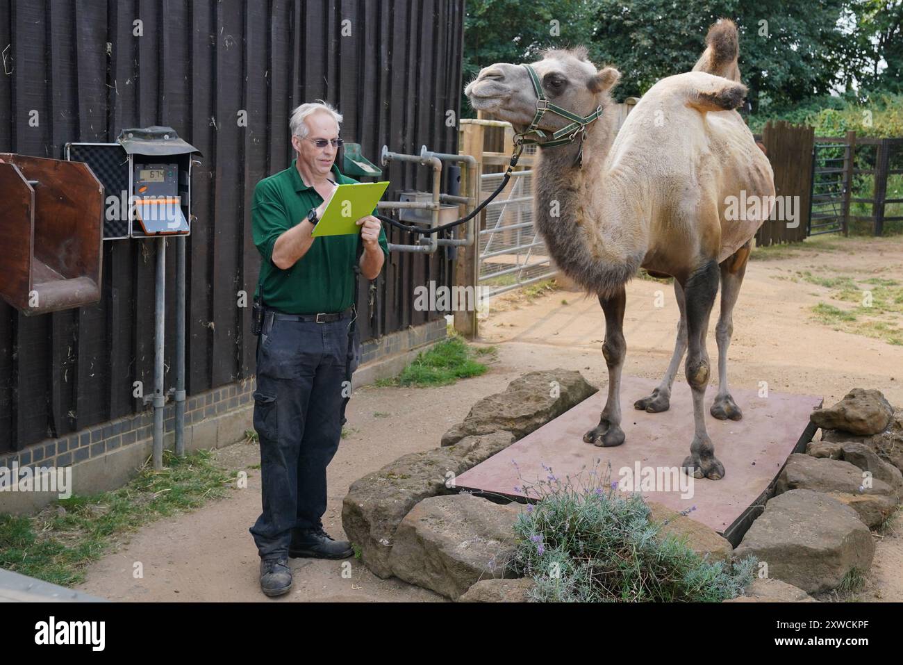 Camel keeper, Mick Tiley weighs Neomie during the annual weigh-in at ...