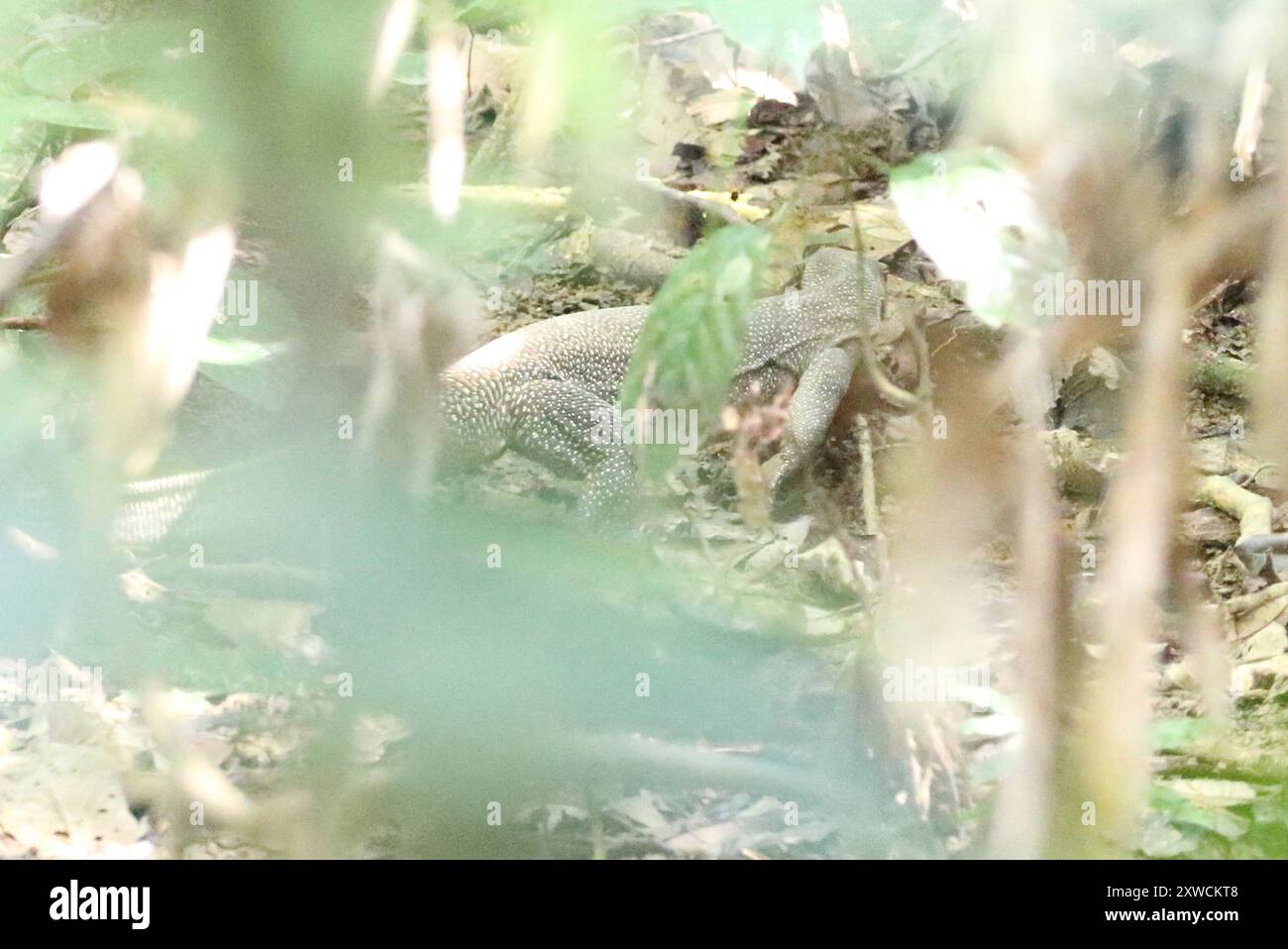 Clouded Monitor (Varanus nebulosus) Reptilia Stock Photo - Alamy