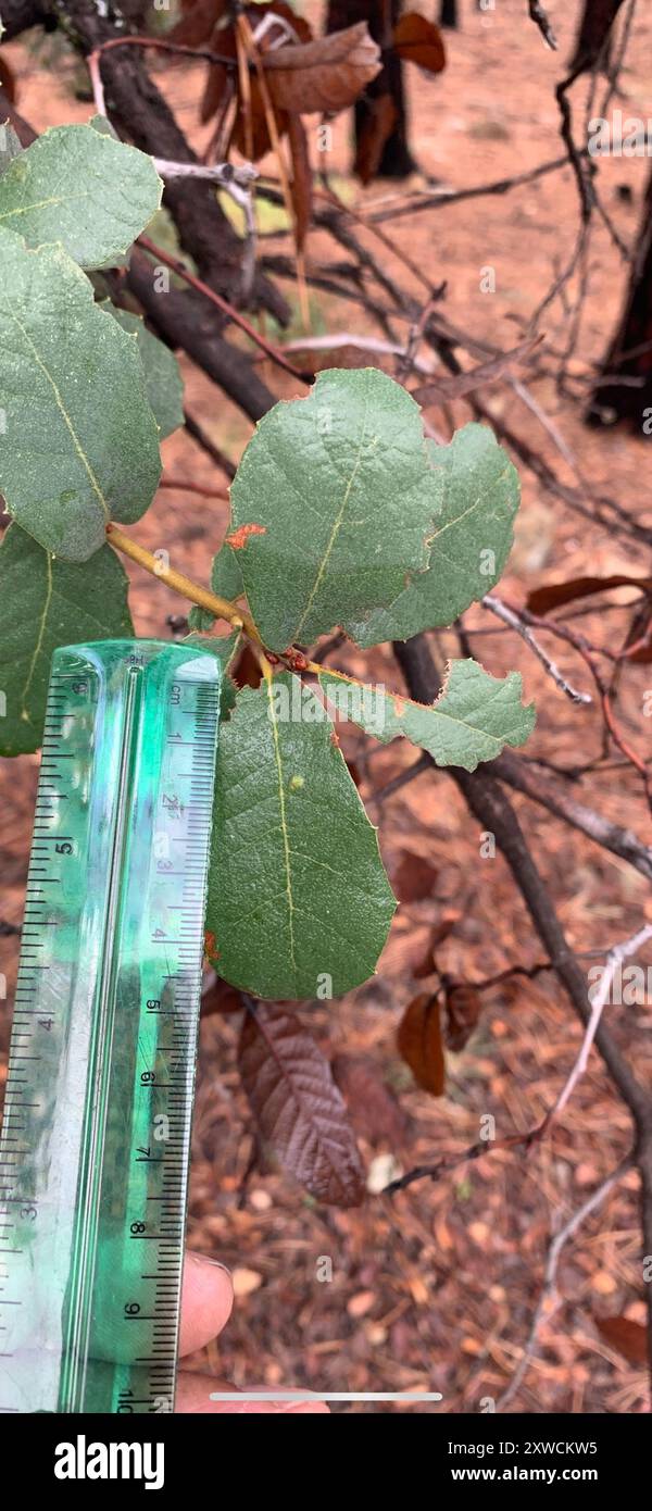 Arizona white oak (Quercus arizonica) Plantae Stock Photo - Alamy