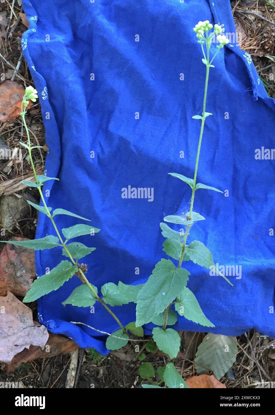 smaller white snakeroot (Ageratina aromatica) Plantae Stock Photo - Alamy