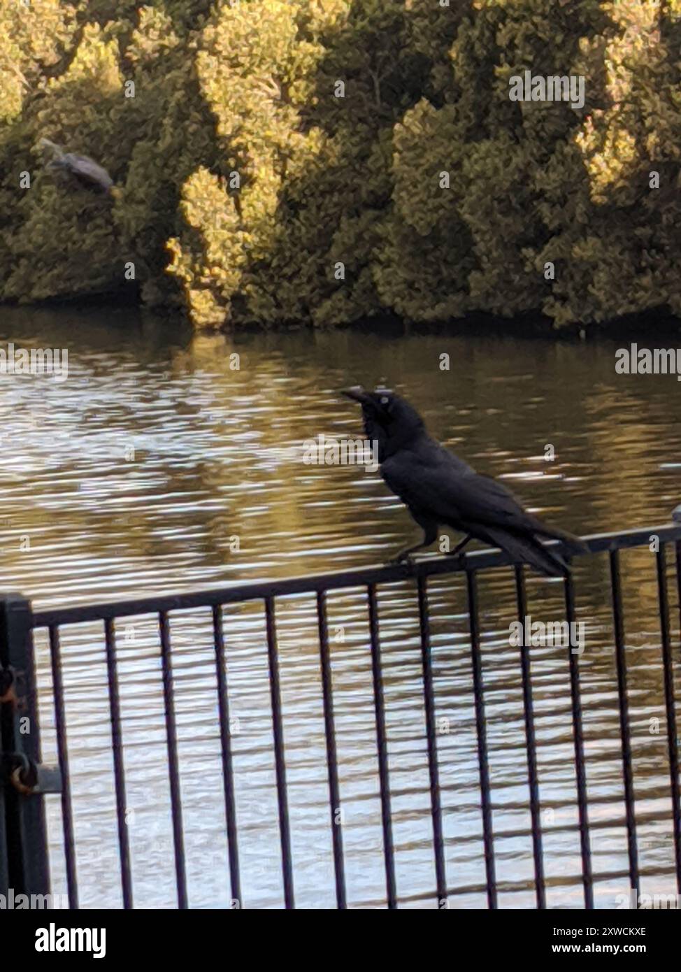 Australian Raven (Corvus coronoides) Aves Stock Photo - Alamy