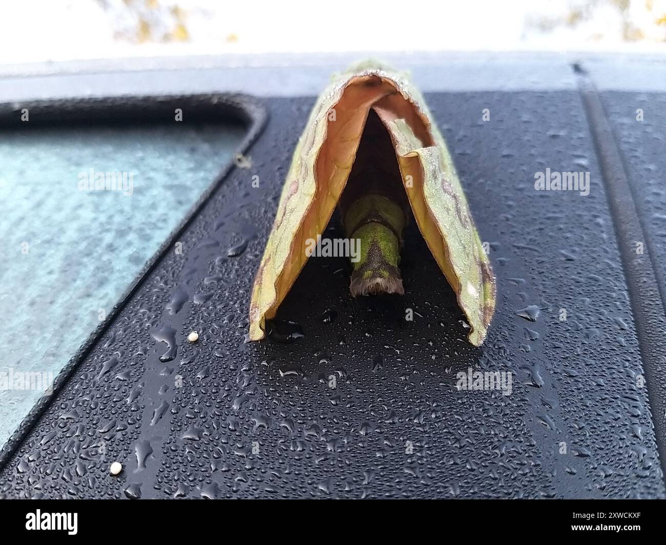 Puriri moth (Aenetus virescens) Insecta Stock Photo - Alamy