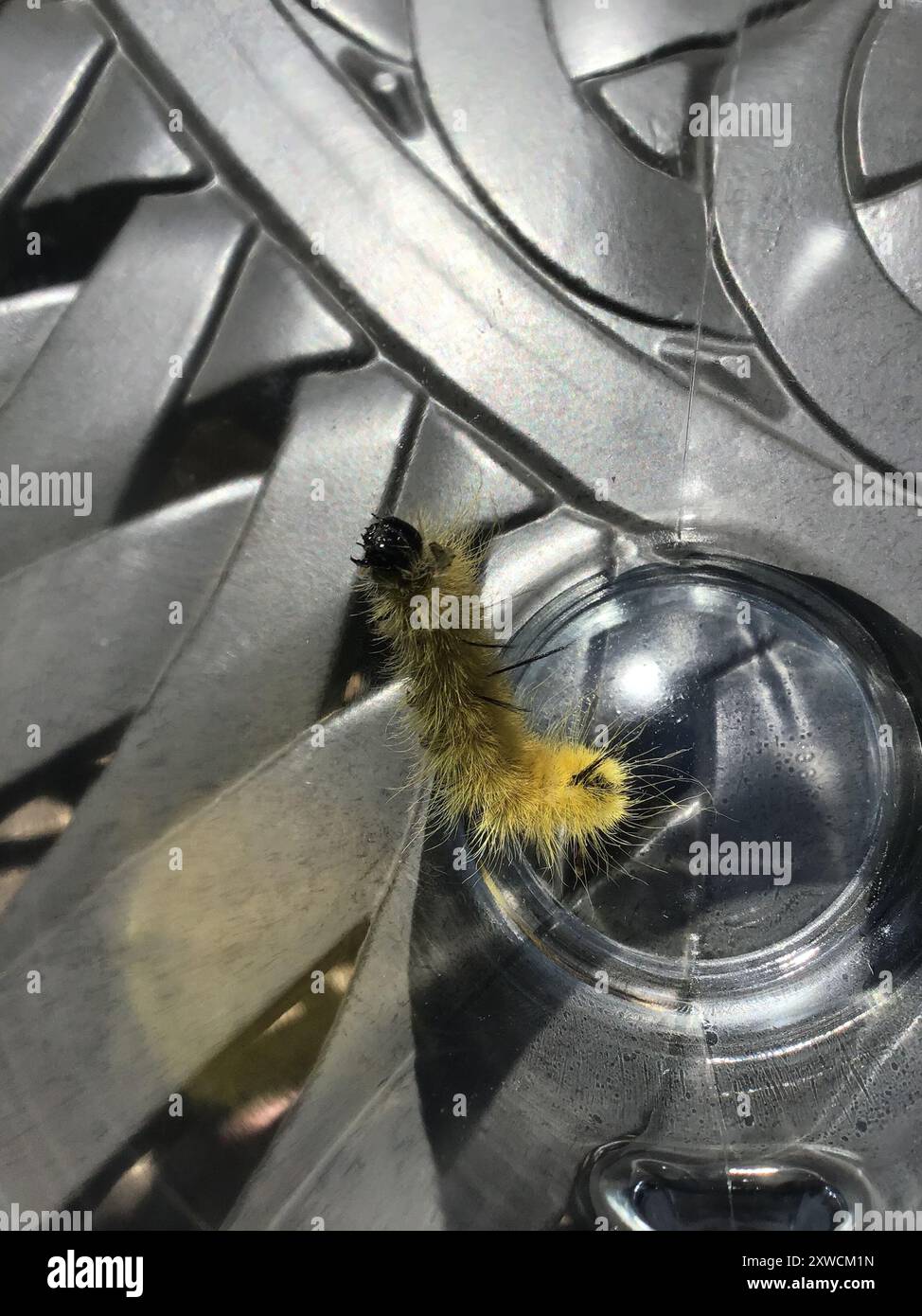 American Dagger (Acronicta americana) Insecta Stock Photo - Alamy