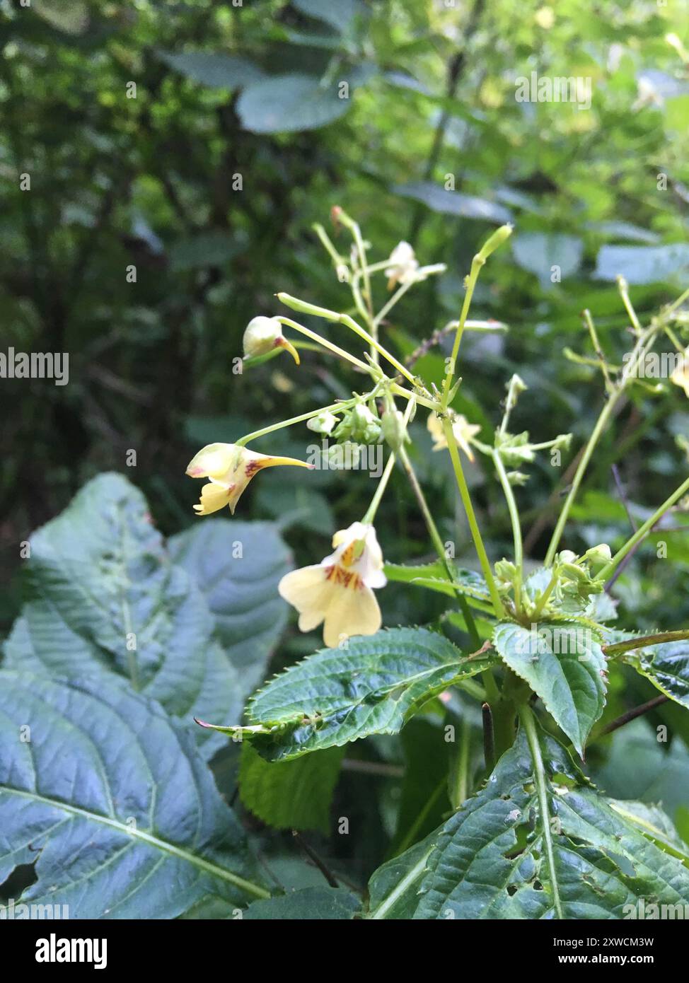 small balsam (Impatiens parviflora) Plantae Stock Photo - Alamy