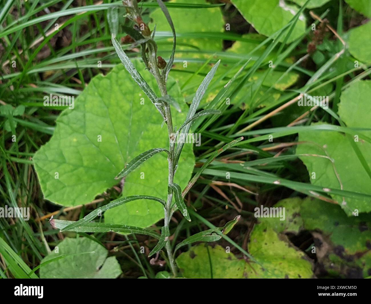 Woodland Cudweed (Omalotheca sylvatica) Plantae Stock Photo - Alamy