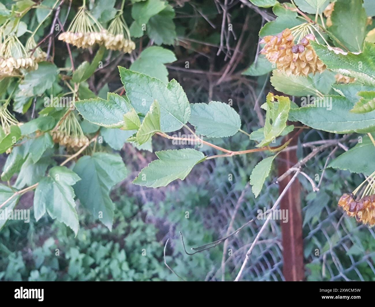 common ninebark (Physocarpus opulifolius) Plantae Stock Photo - Alamy