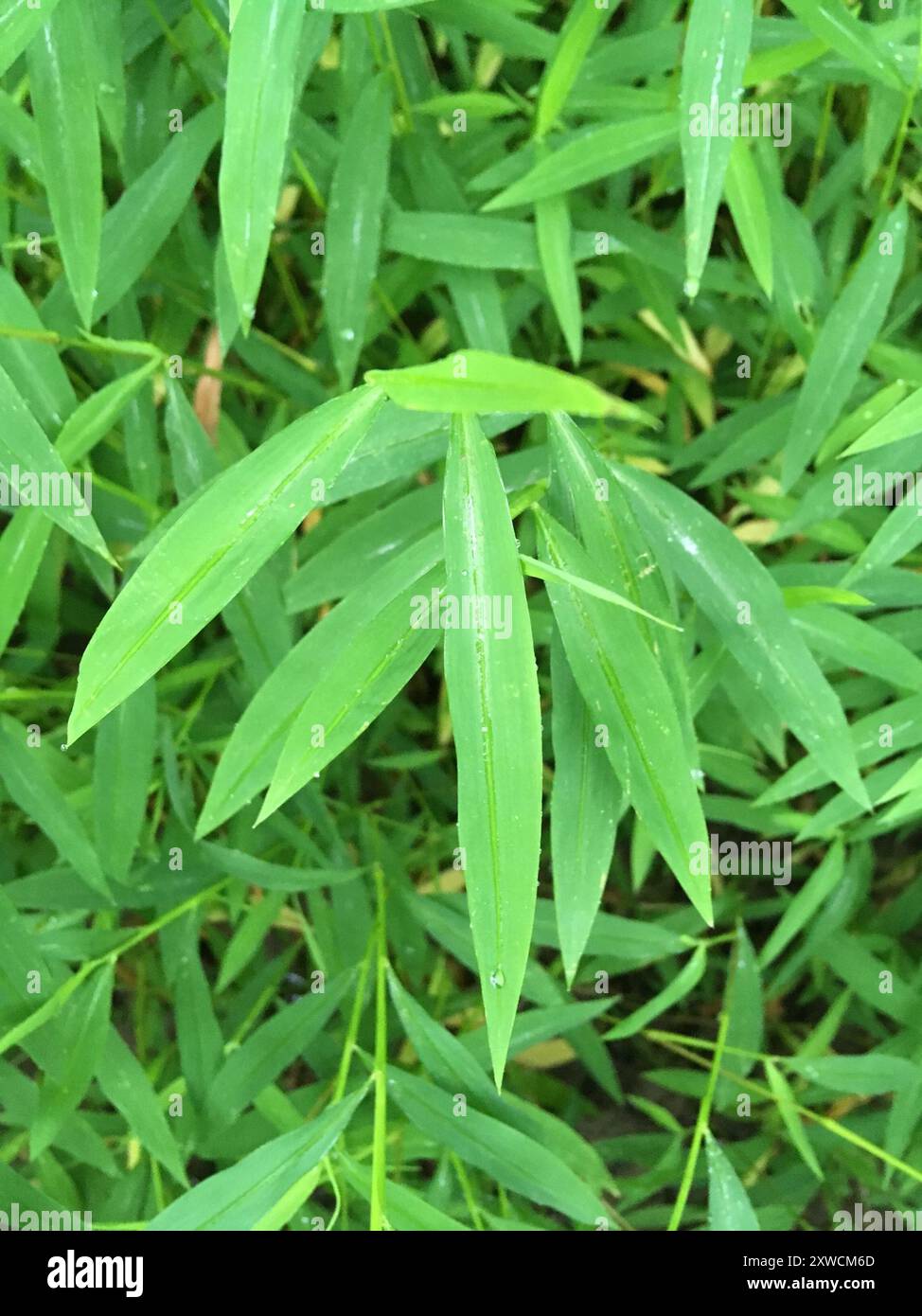 Japanese stiltgrass (Microstegium vimineum) Plantae Stock Photo - Alamy