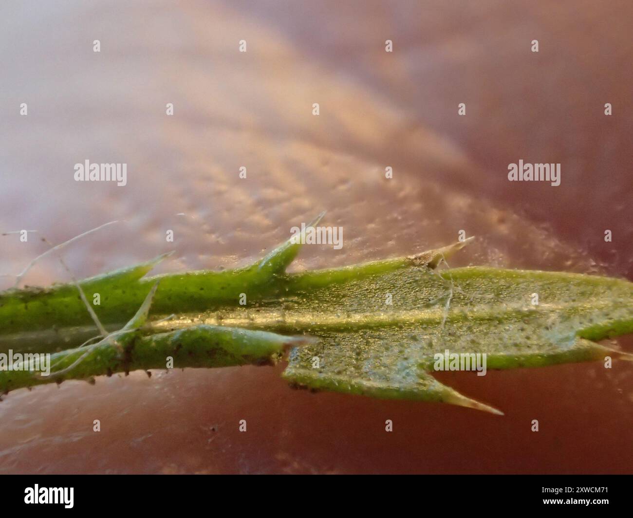 Pappose Tarweed (Centromadia parryi) Plantae Stock Photo - Alamy