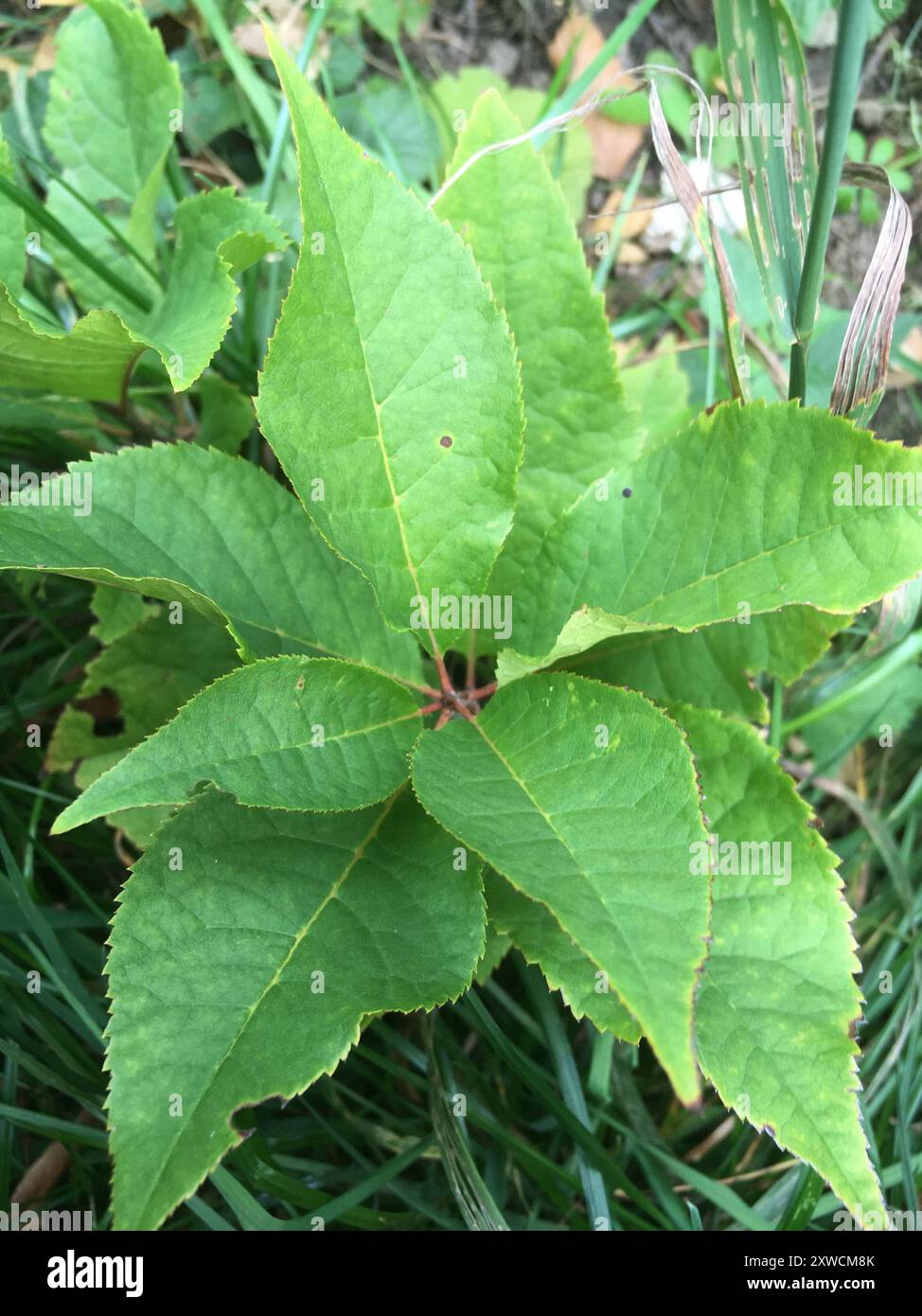 Virginia creeper (Parthenocissus quinquefolia) Plantae Stock Photo - Alamy