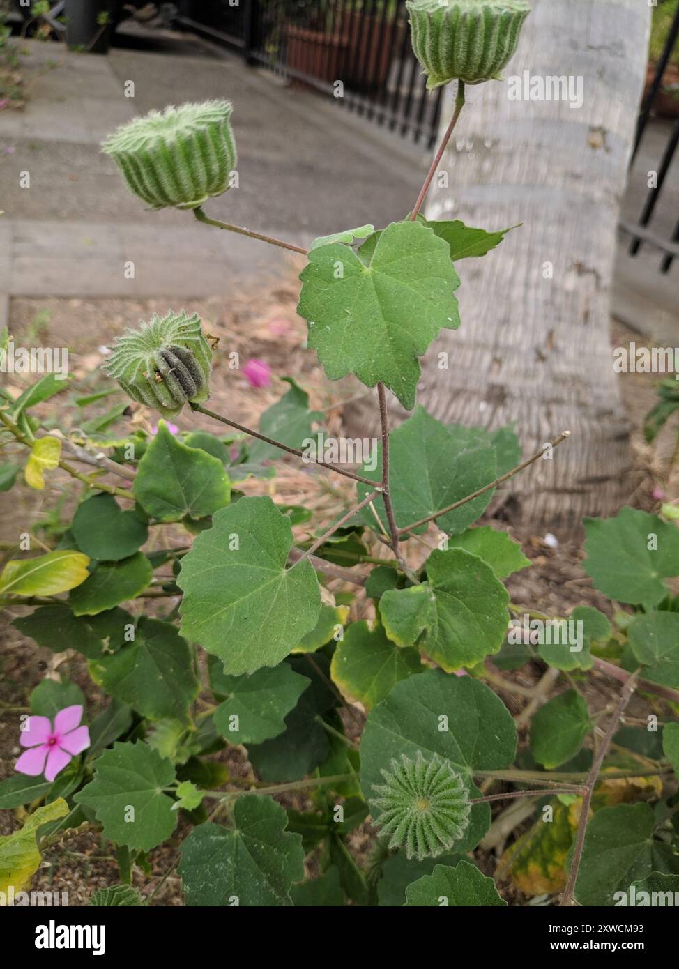 Indian Mallow (Abutilon indicum) Plantae Stock Photo - Alamy