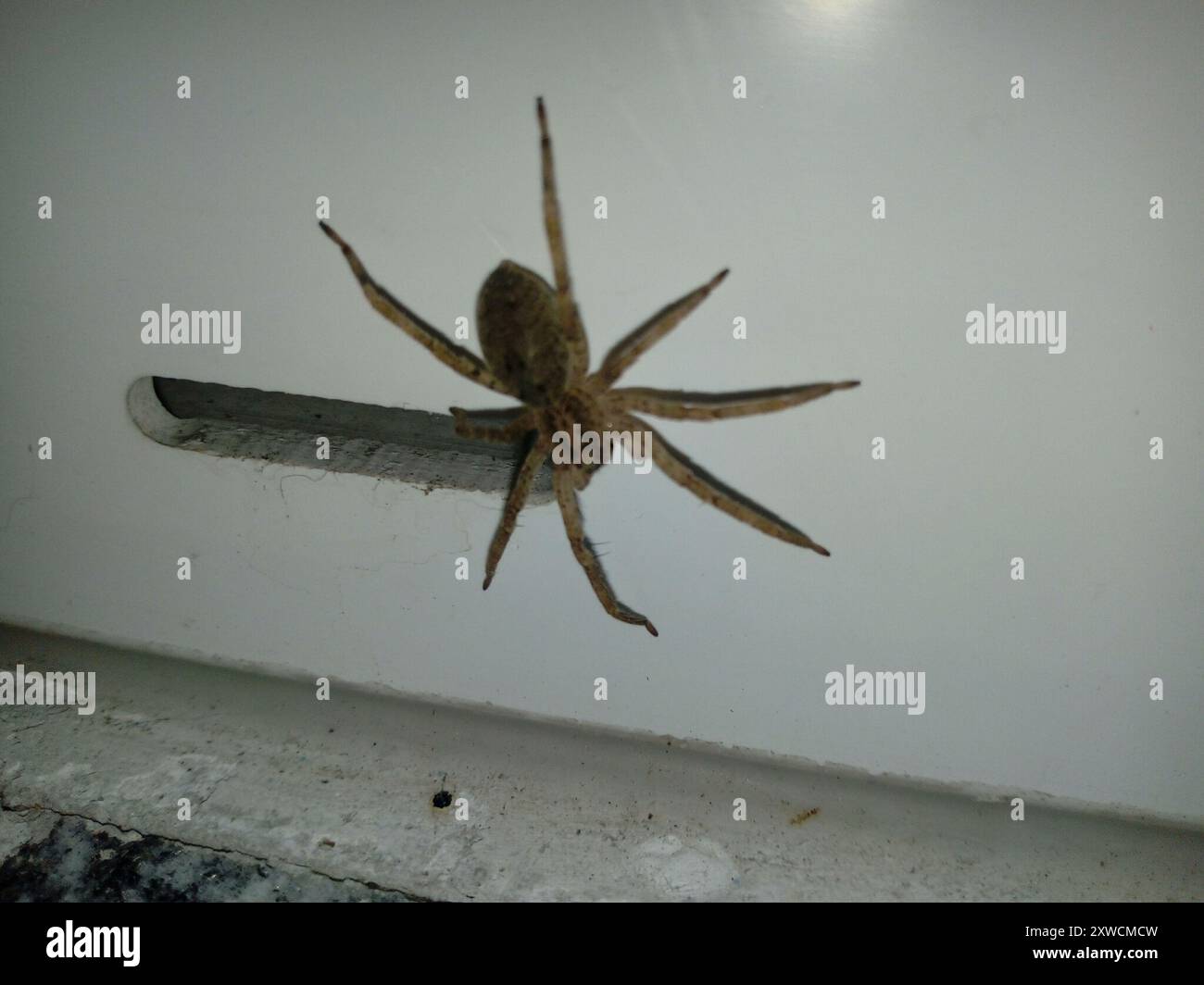 Mediterranean Spiny False Wolf Spider (Zoropsis spinimana) Arachnida ...