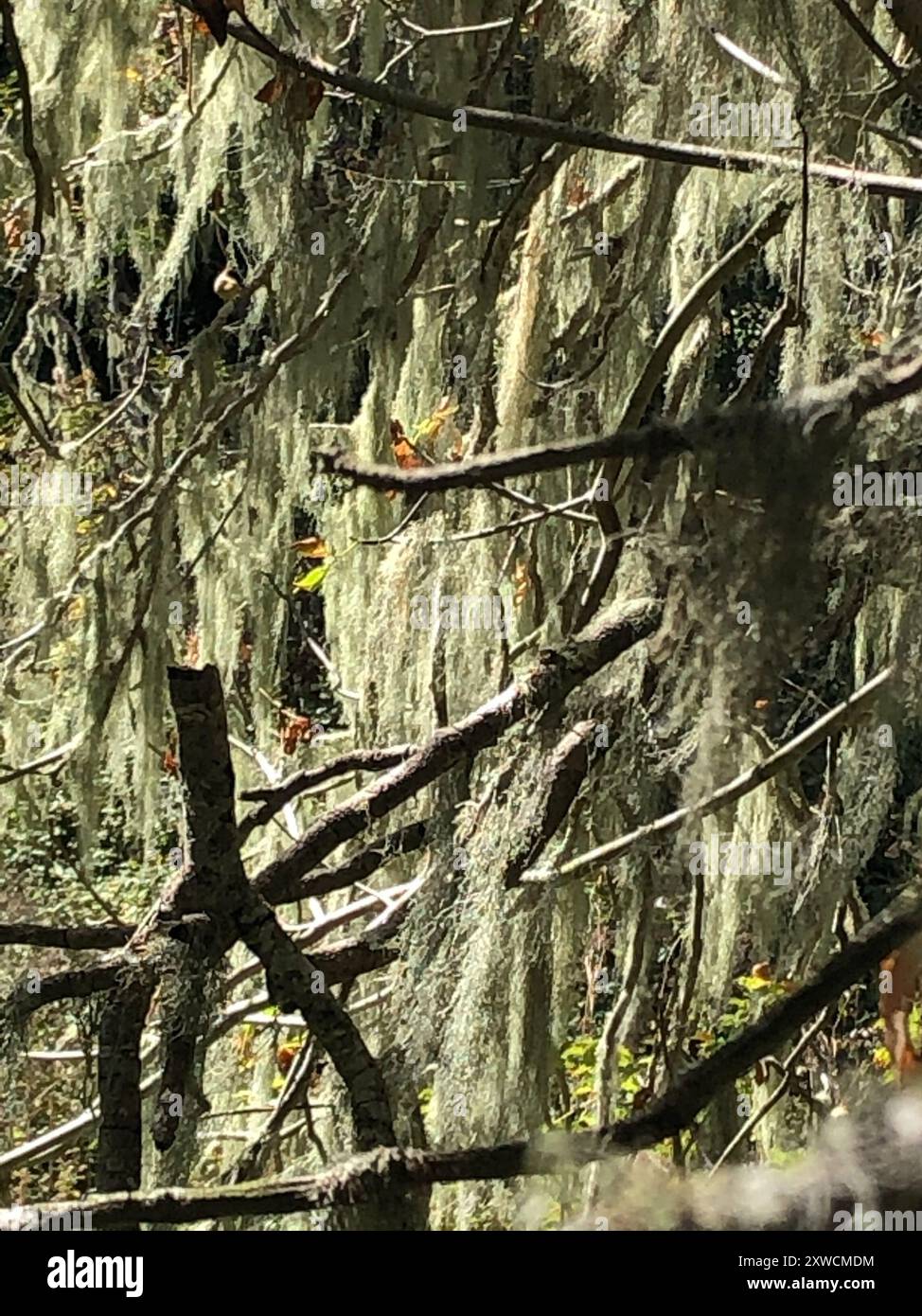 lace lichen (Ramalina menziesii) Fungi Stock Photo - Alamy