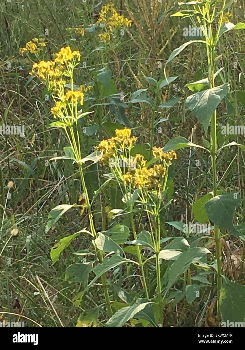 Yellow Crownbeard (Verbesina occidentalis) Plantae Stock Photo - Alamy