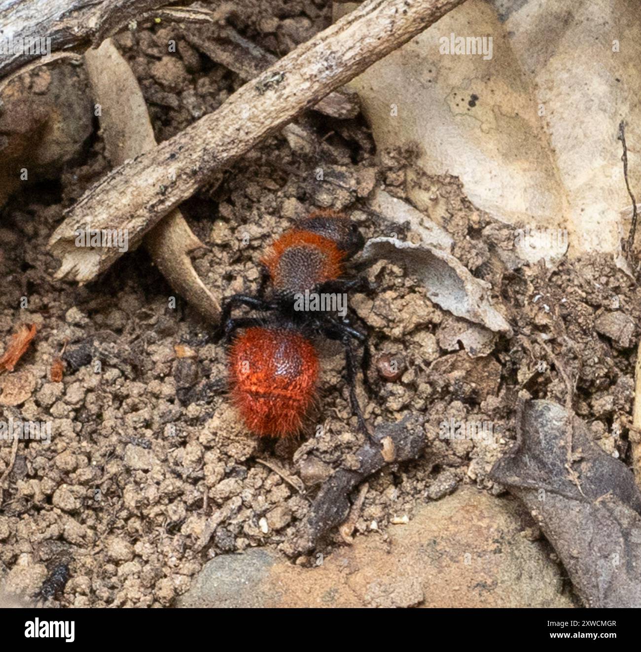 Pacific Velvet Ant (Dasymutilla aureola) Insecta Stock Photo - Alamy
