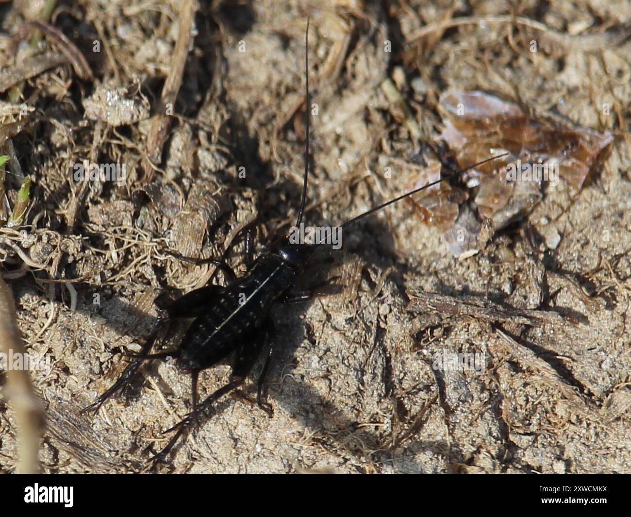 Gryllus veletis hi-res stock photography and images - Alamy