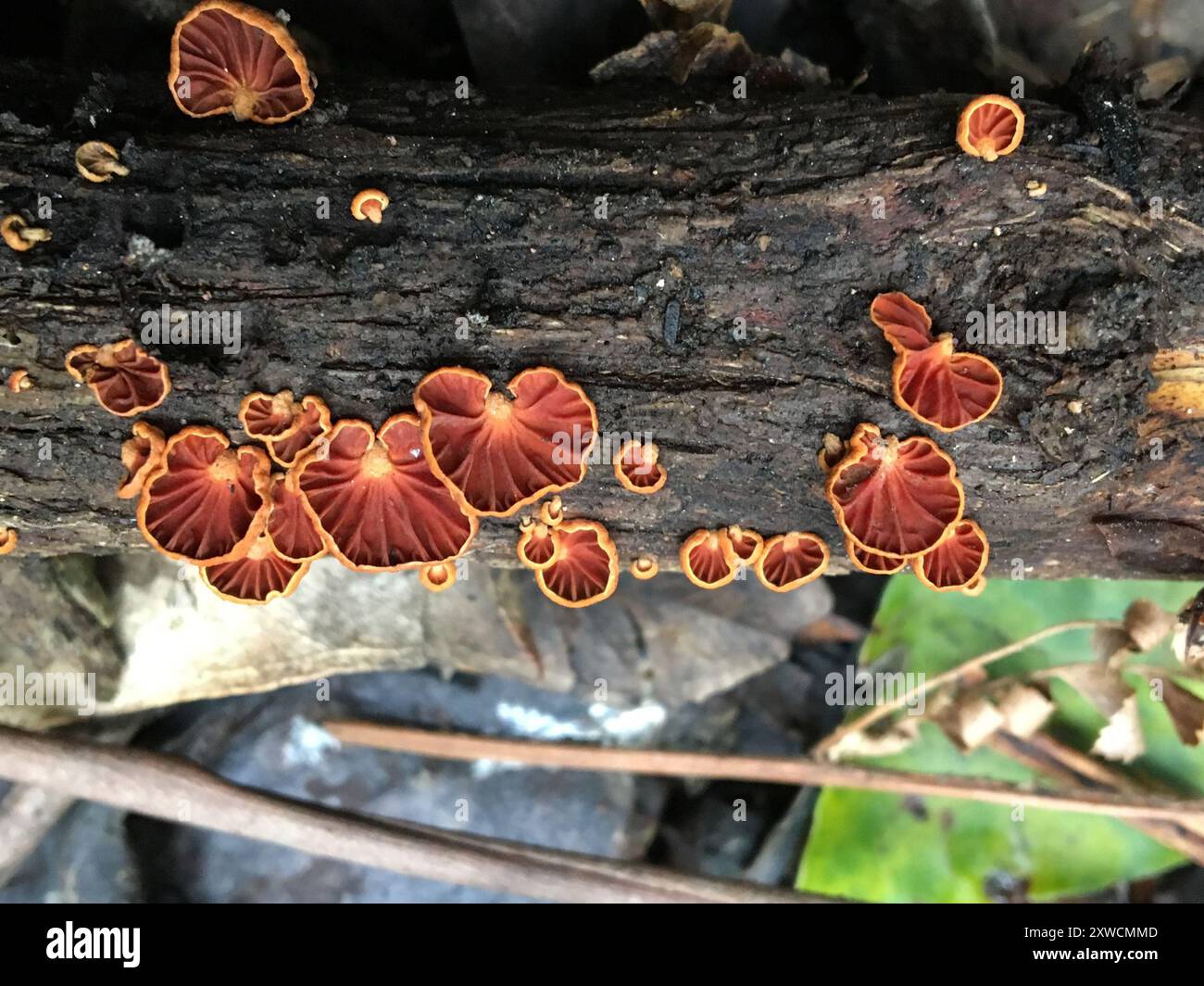 Orange Fan (Anthracophyllum archeri) Fungi Stock Photo - Alamy