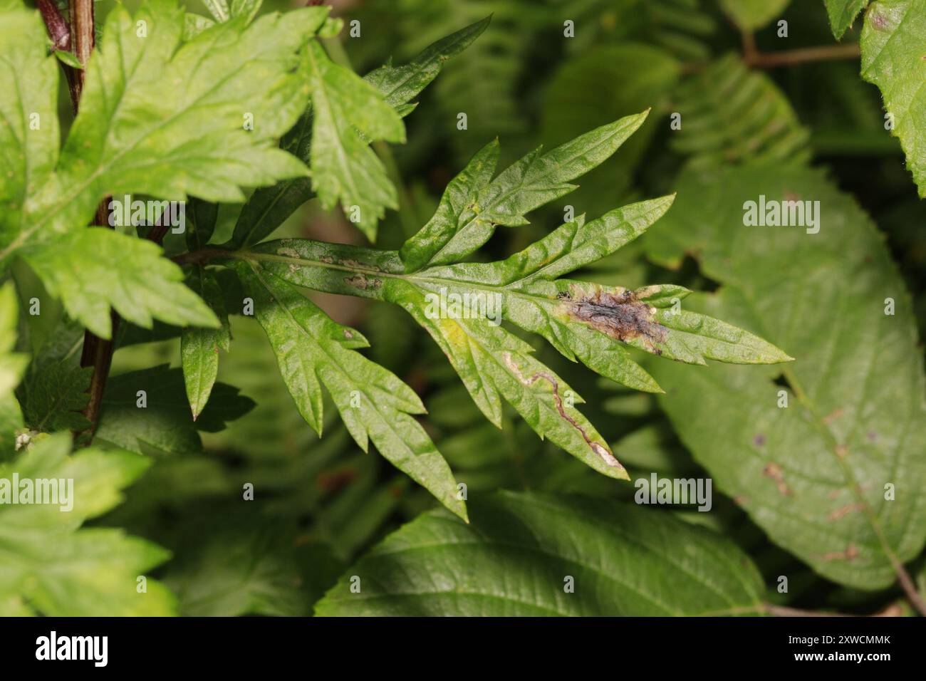 Trypeta hi-res stock photography and images - Alamy