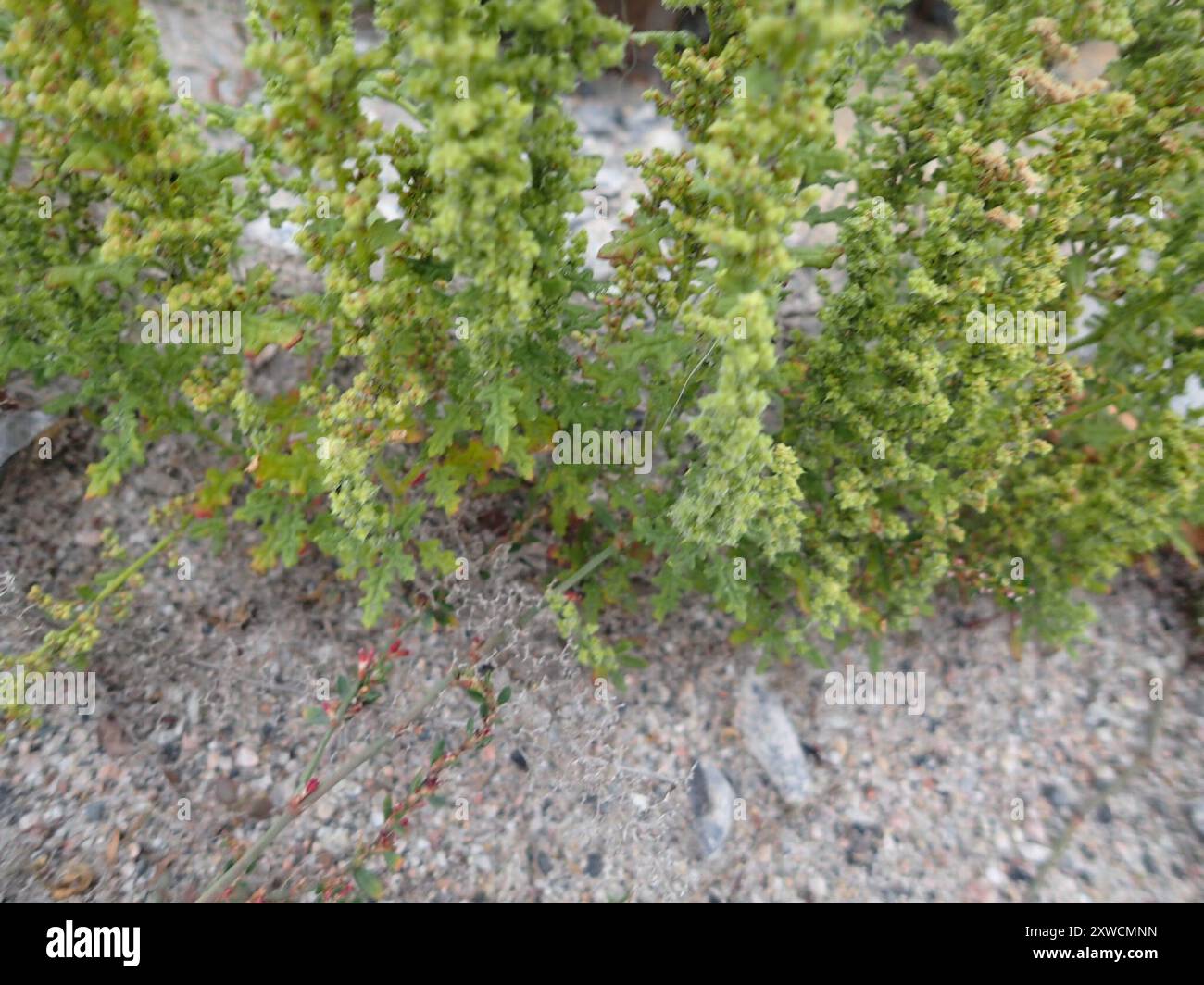 Jerusalem oak (Dysphania botrys) Plantae Stock Photo - Alamy