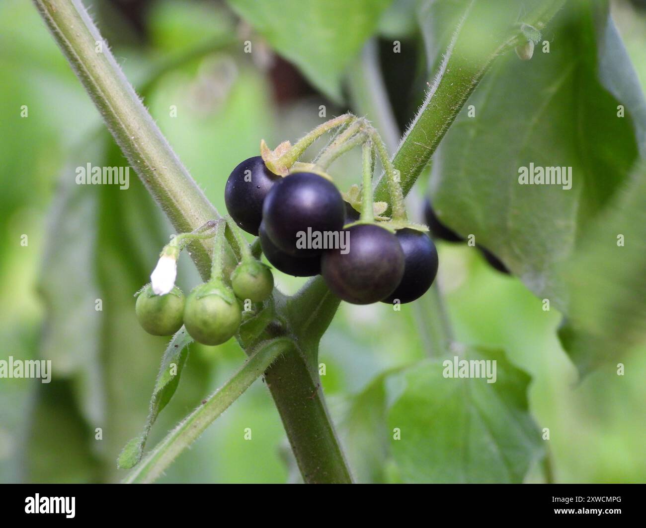 black nightshade (Solanum nigrum) Plantae Stock Photo - Alamy