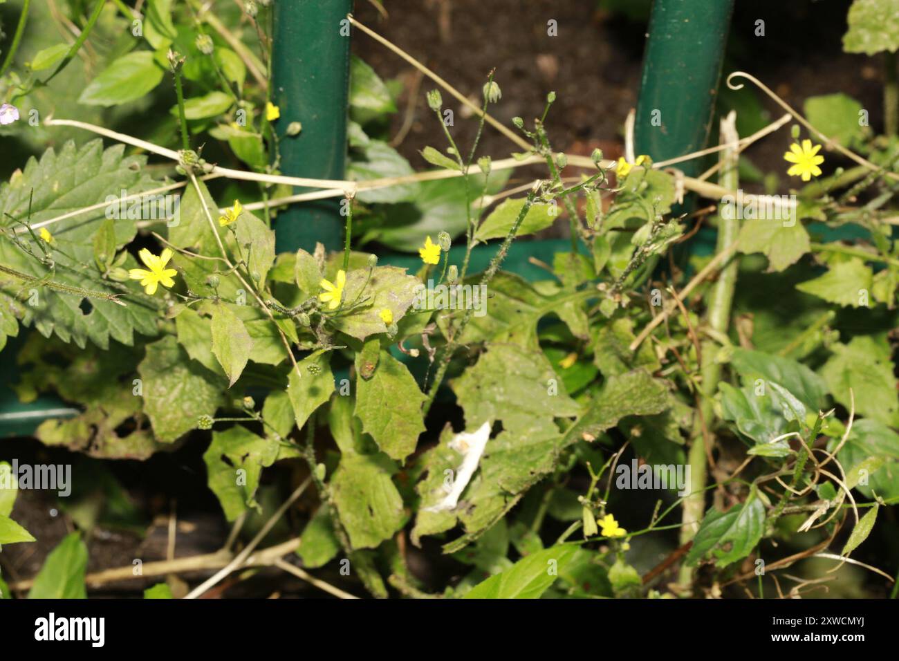 nipplewort (Lapsana communis) Plantae Stock Photo - Alamy