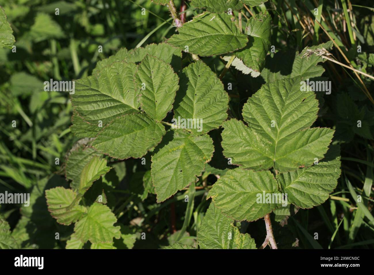 loganberry (Rubus × loganobaccus) Plantae Stock Photo - Alamy