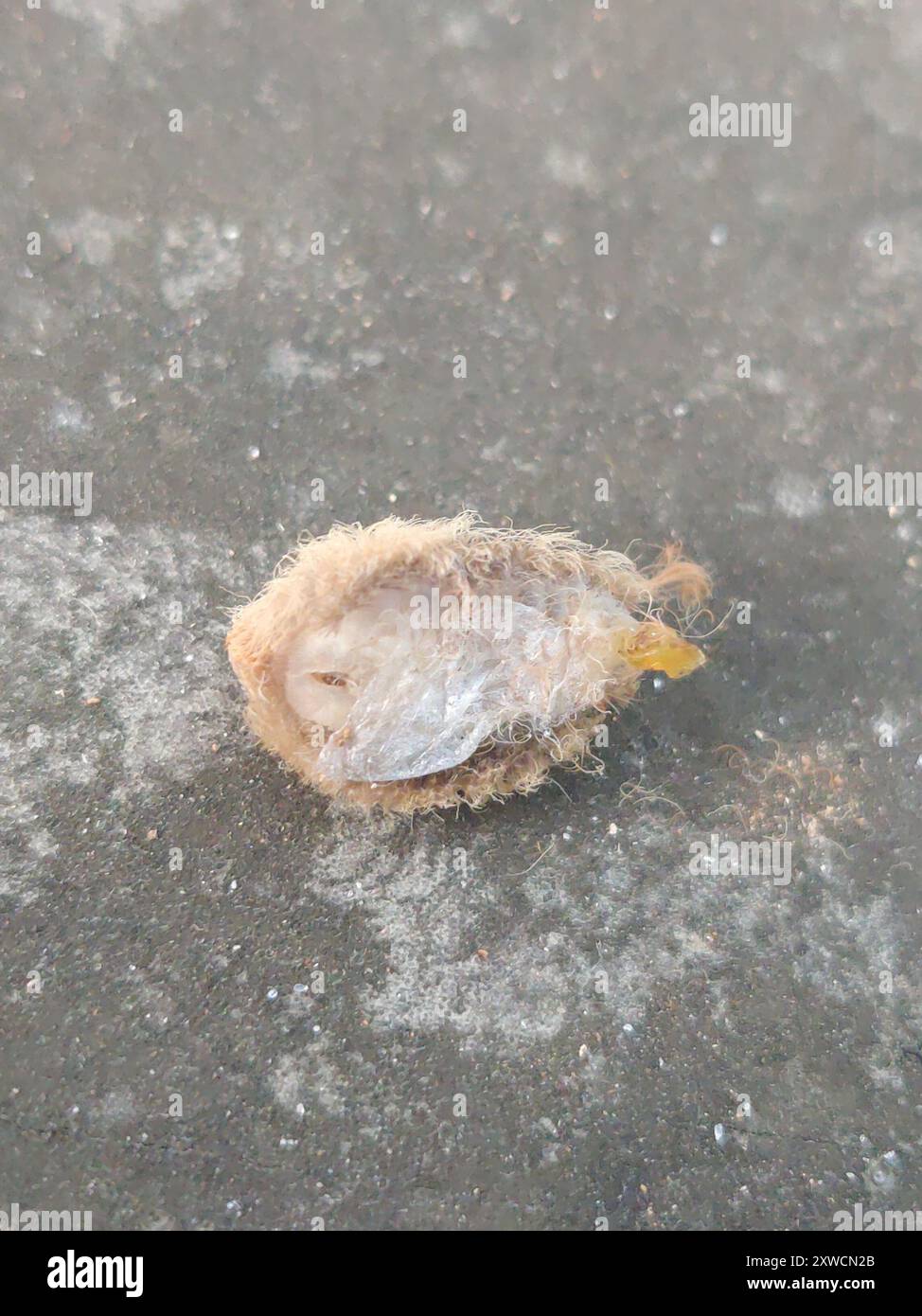 Southern Flannel Moth (Megalopyge opercularis) Insecta Stock Photo - Alamy