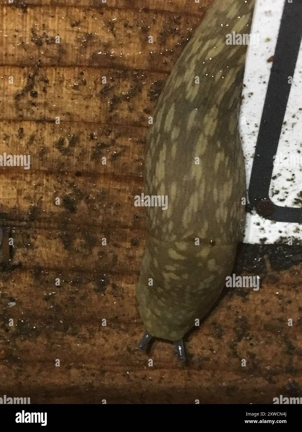 Yellow Cellar Slug (Limacus flavus) Mollusca Stock Photo - Alamy