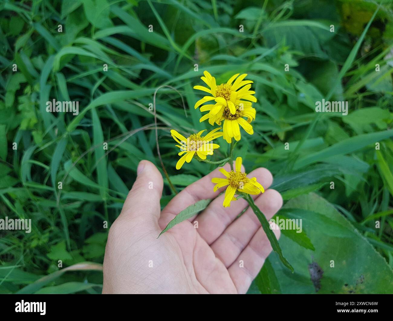 Fen Ragwort (Jacobaea paludosa paludosa) Plantae Stock Photo - Alamy