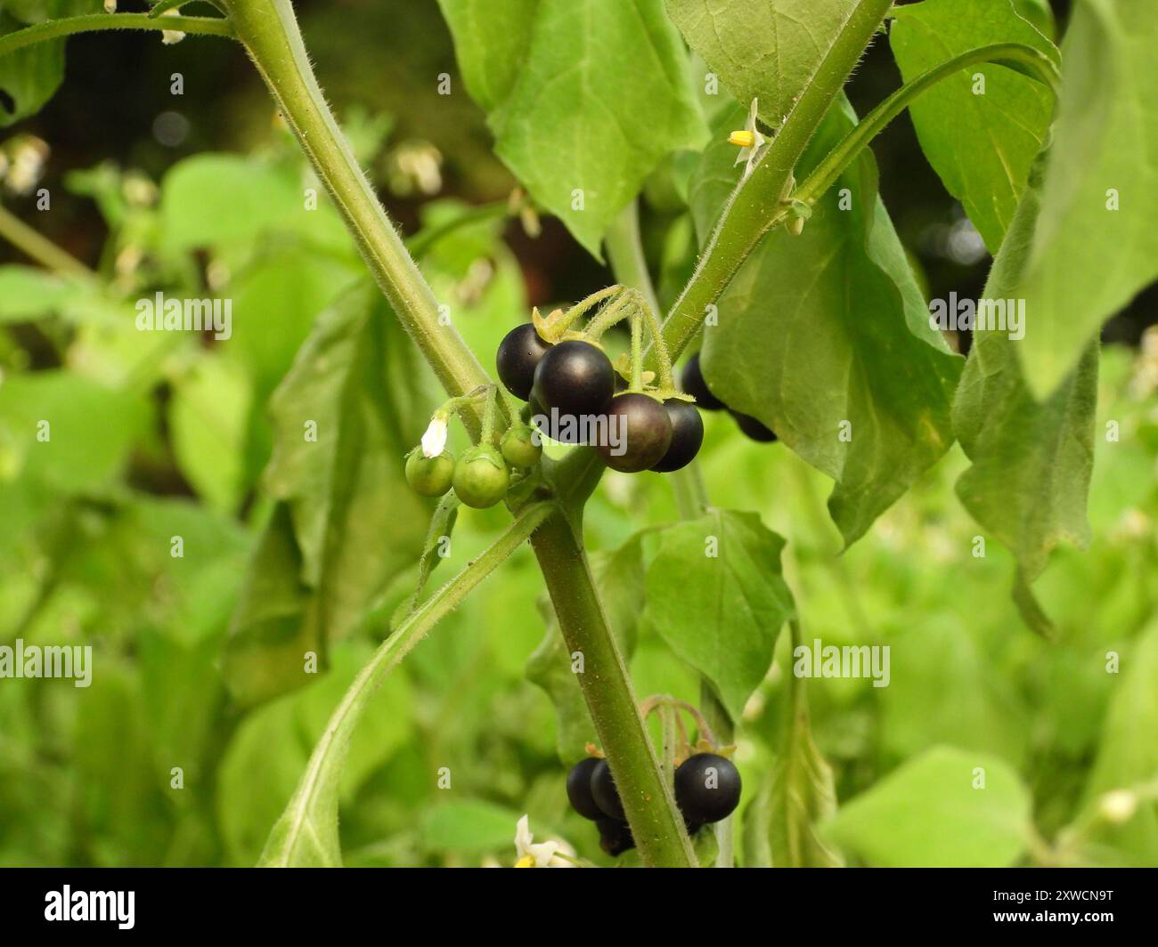 black nightshade (Solanum nigrum) Plantae Stock Photo - Alamy