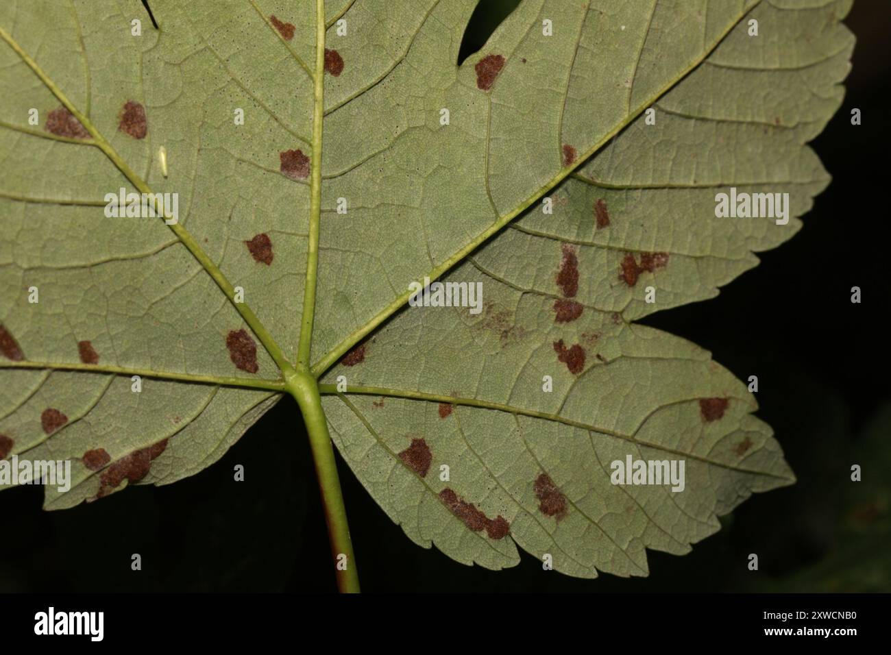 Sycamore Felt Gall Mite (Aceria pseudoplatani) Arachnida Stock Photo ...