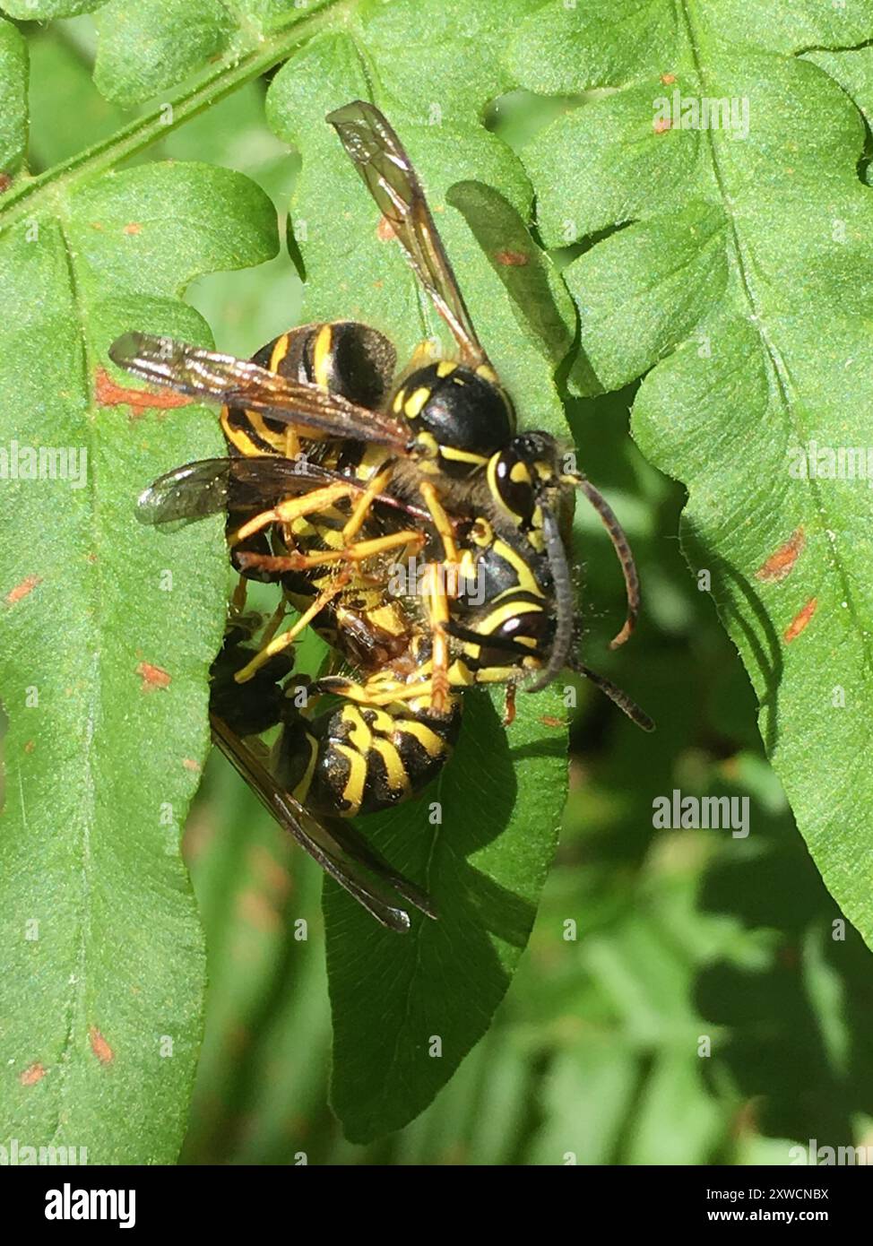 Common Aerial Yellowjacket (Dolichovespula arenaria) Insecta Stock ...