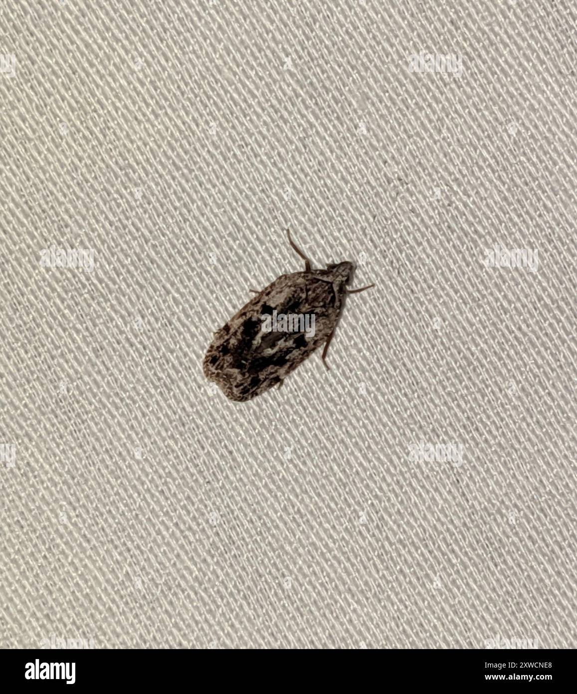 Flat-bodied moths (Depressariidae) Insecta Stock Photo - Alamy