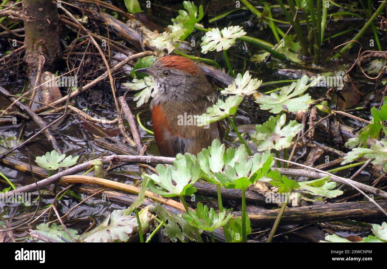 Sooty-fronted Spinetail (Synallaxis frontalis) Aves Stock Photo - Alamy