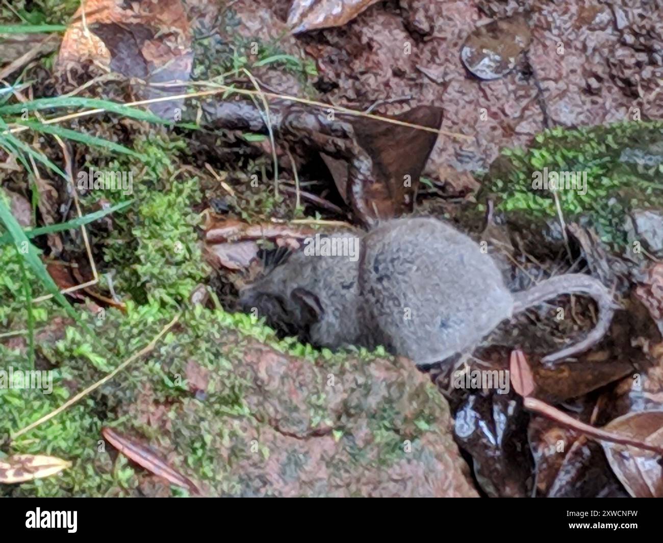 Asian house shrew hi-res stock photography and images - Alamy