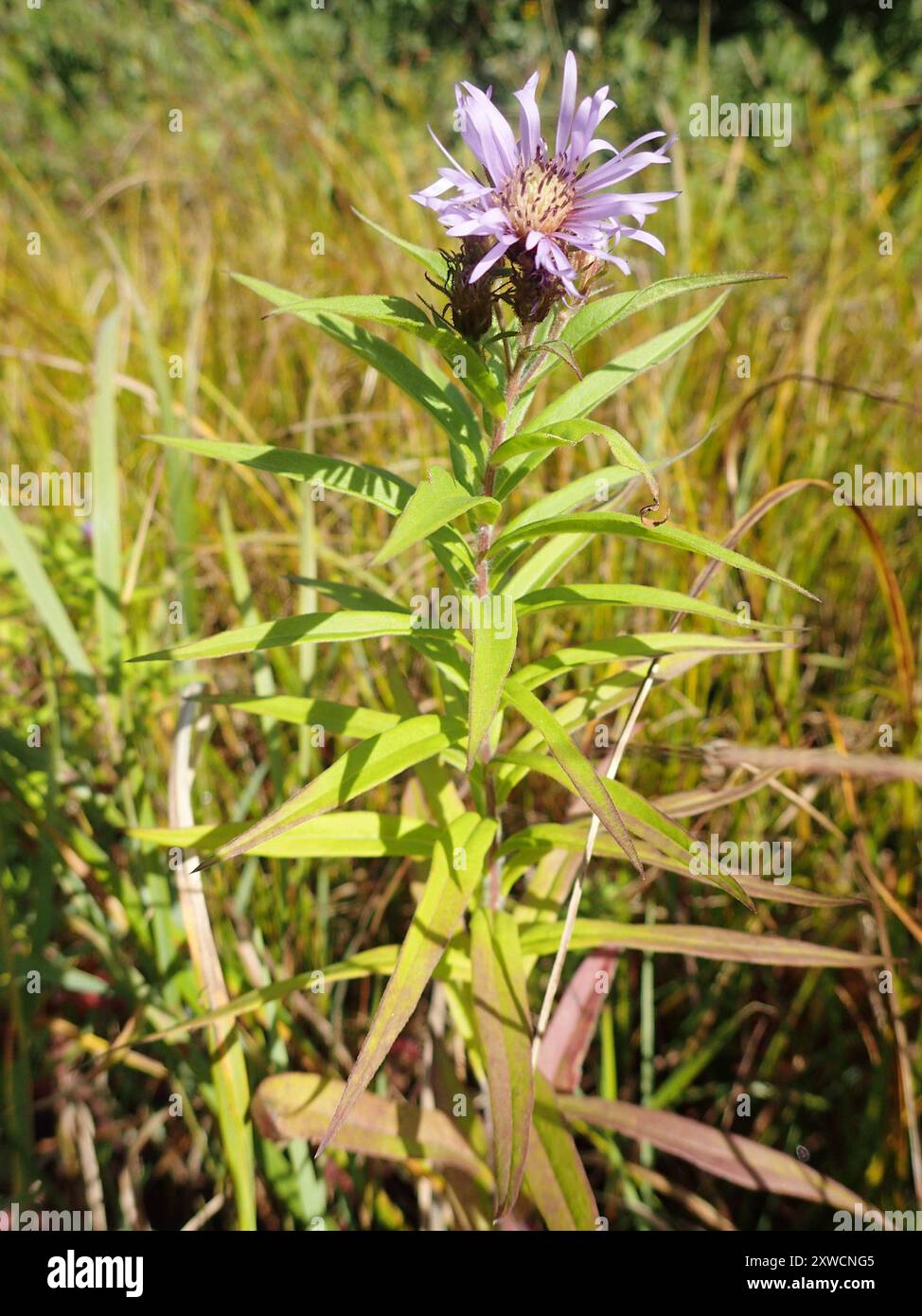 Great Northern Aster (Canadanthus modestus) Plantae Stock Photo - Alamy