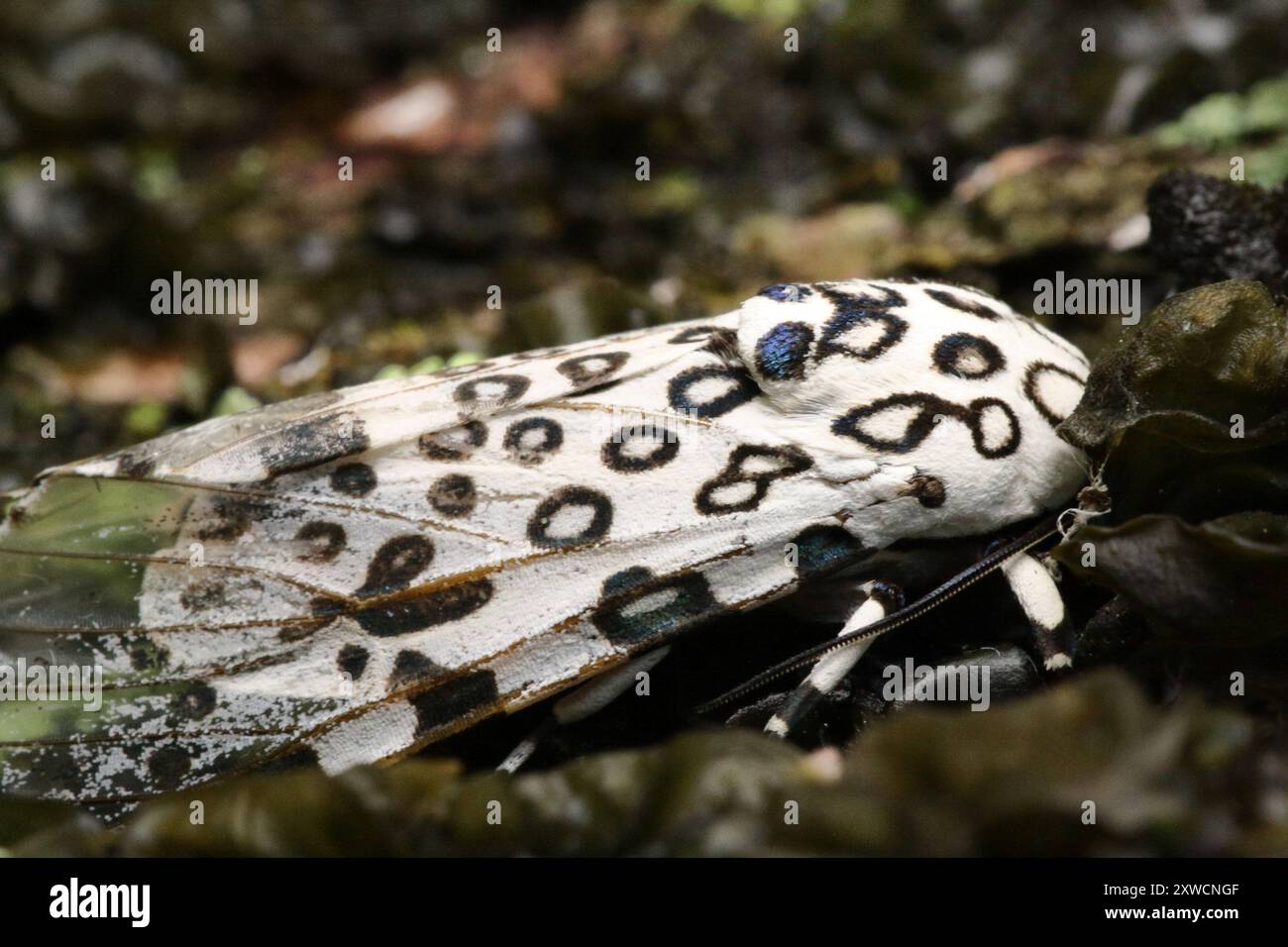 Giant Leopard Moth (Hypercompe scribonia) Insecta Stock Photo - Alamy