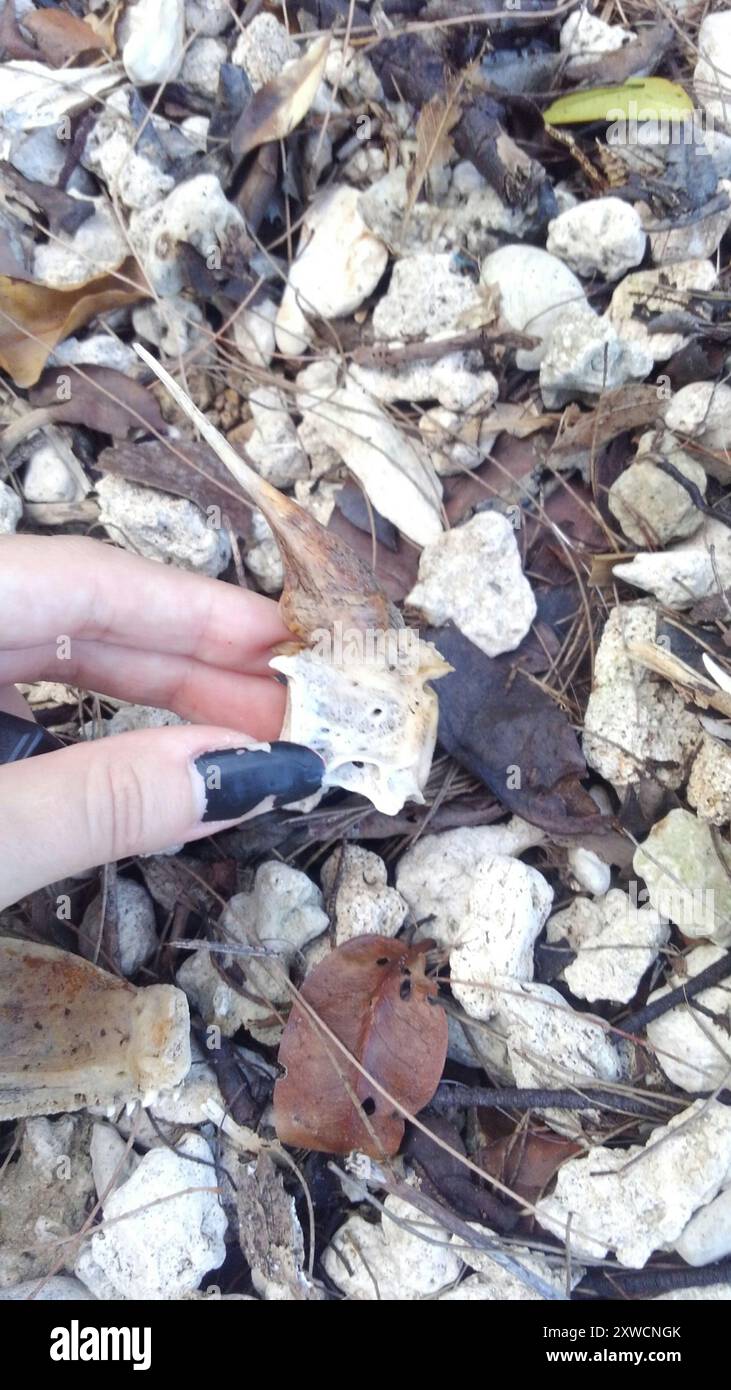 Ray-finned Fishes (Actinopterygii) Actinopterygii Stock Photo - Alamy